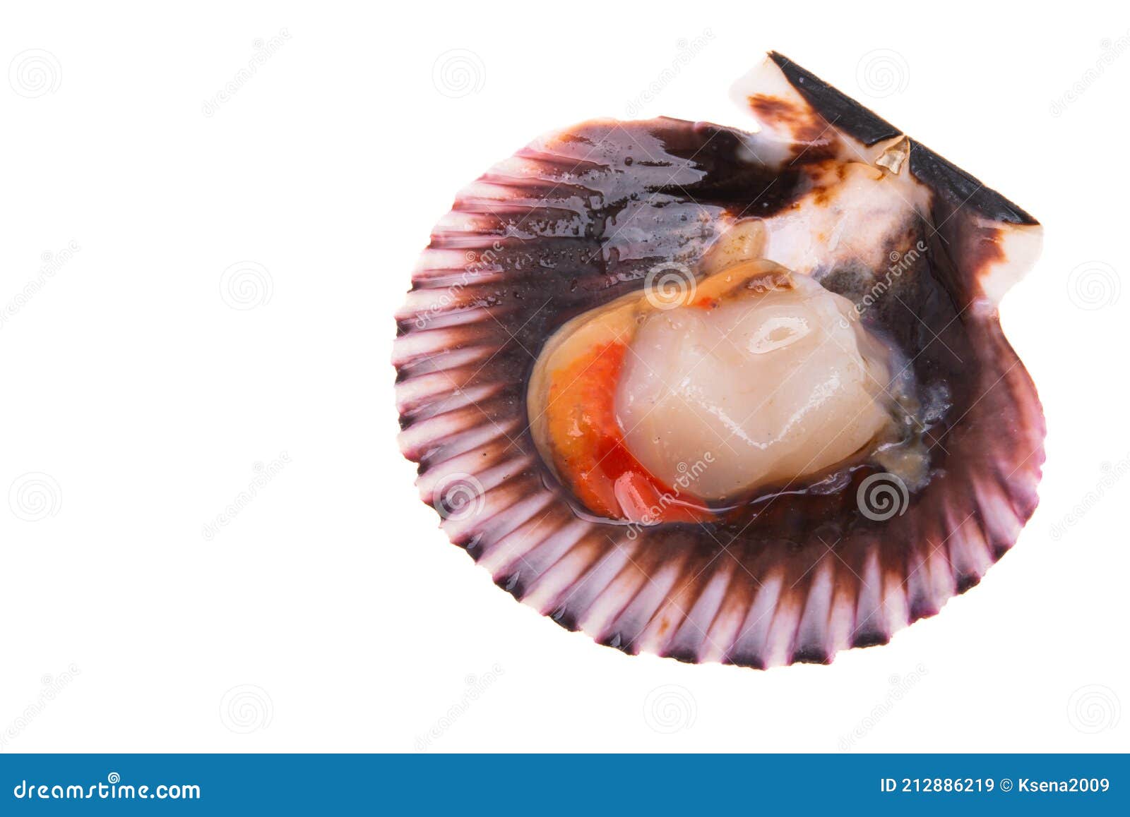 Scallops in Shells Isolated Stock Image - Image of mollusc, marine ...