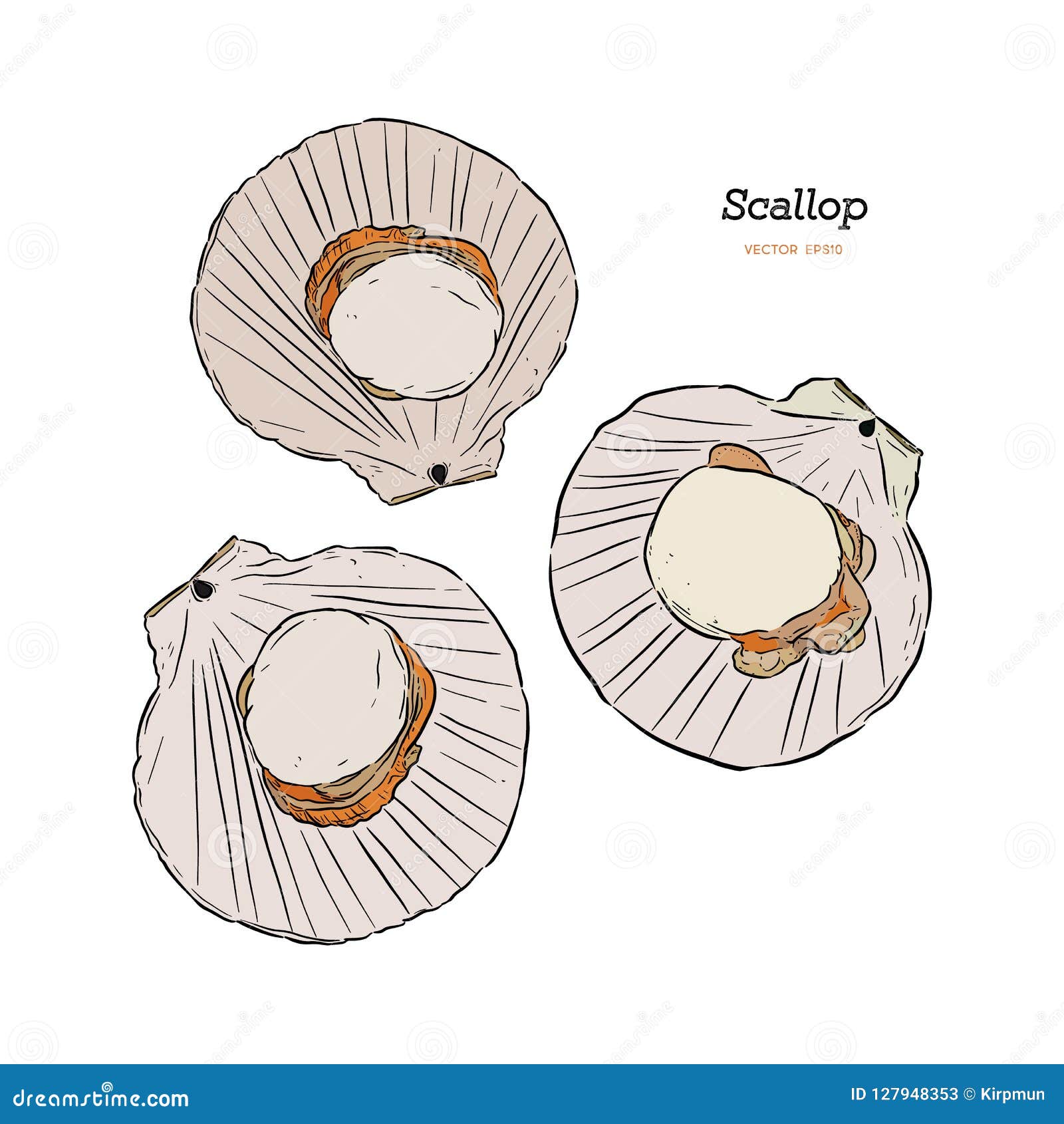 Scallops Vector Illustration In Cartoon Style. | CartoonDealer.com ...