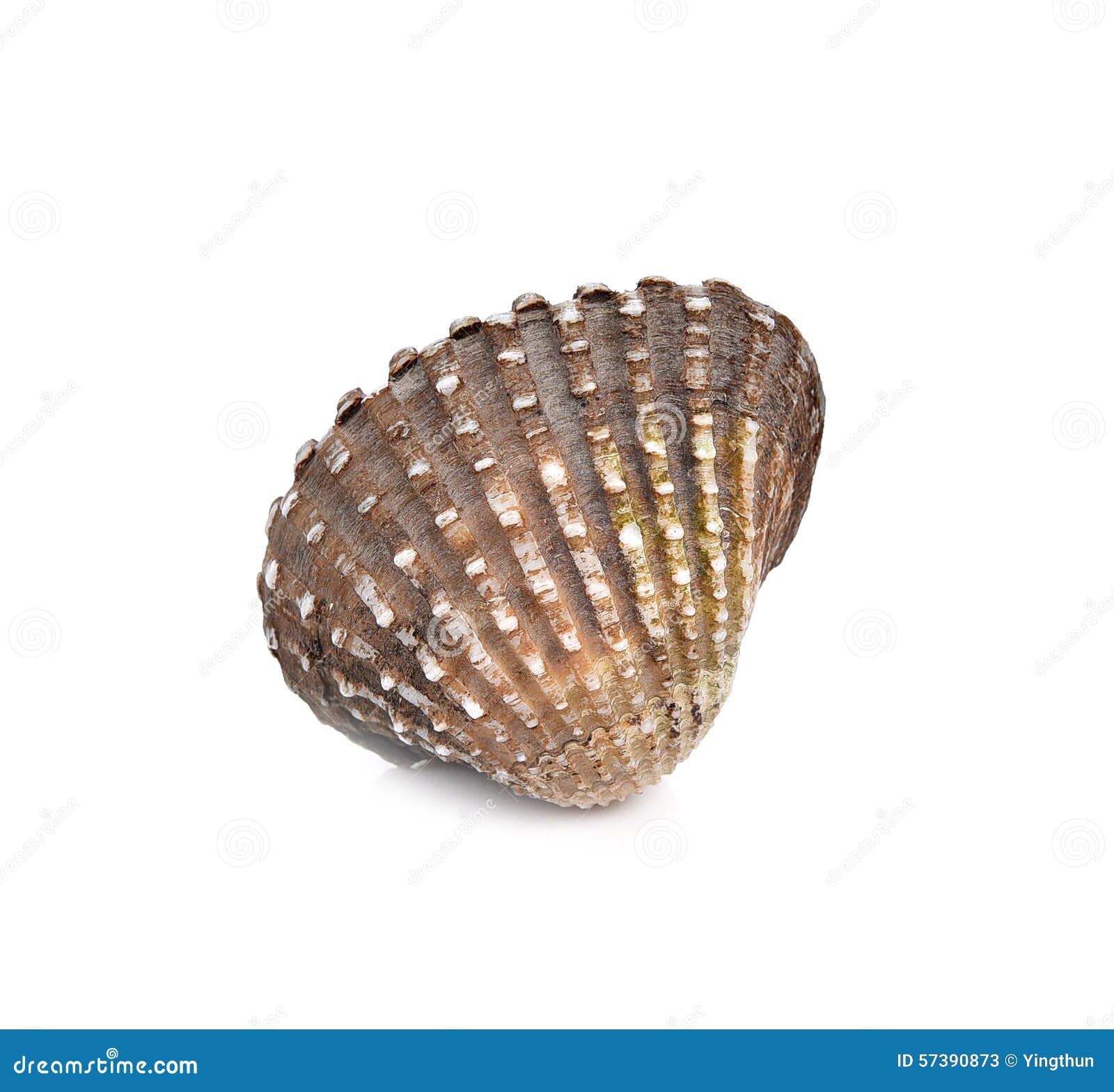 Scallops on White Background Stock Image - Image of light, delicious ...