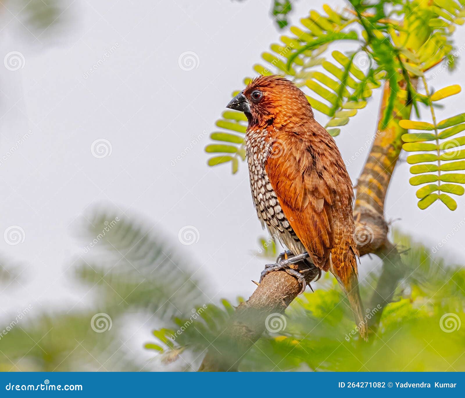 A Scally Munia Posing for a Portrait Stock Photo - Image of sitting ...
