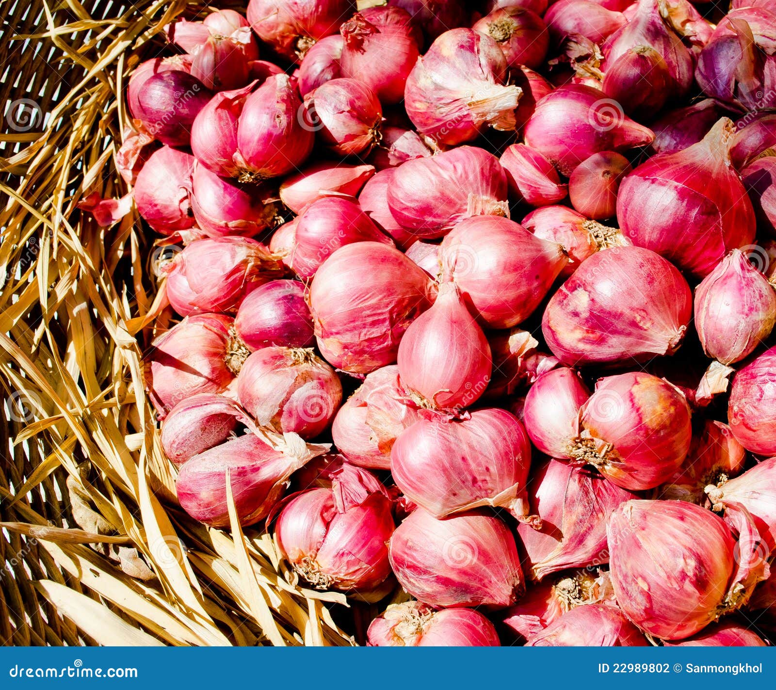 Scalogno O Cipolla Rosso Tailandese Di Chiangmai. Fotografia Stock ...
