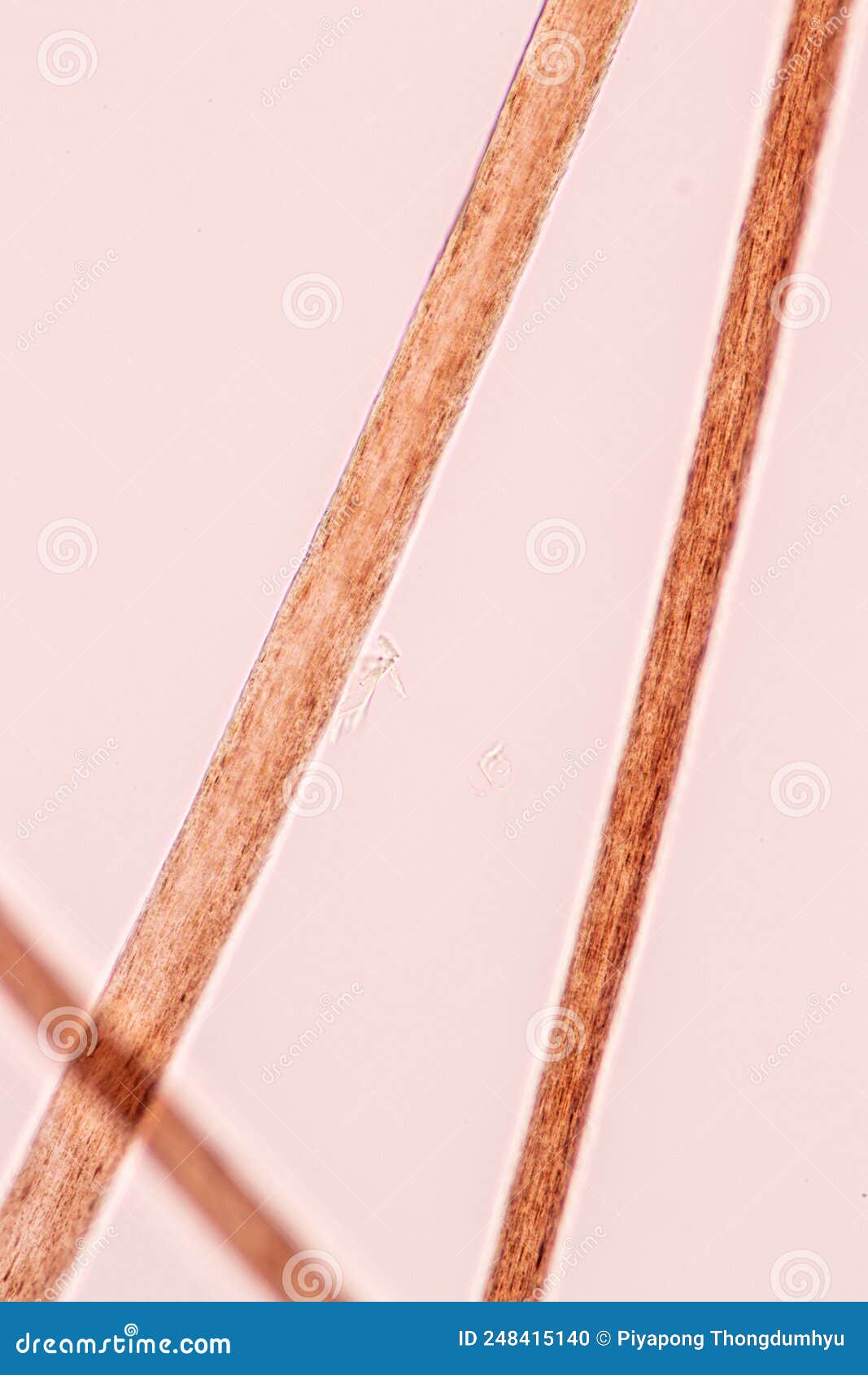Red Hair Under Microscope