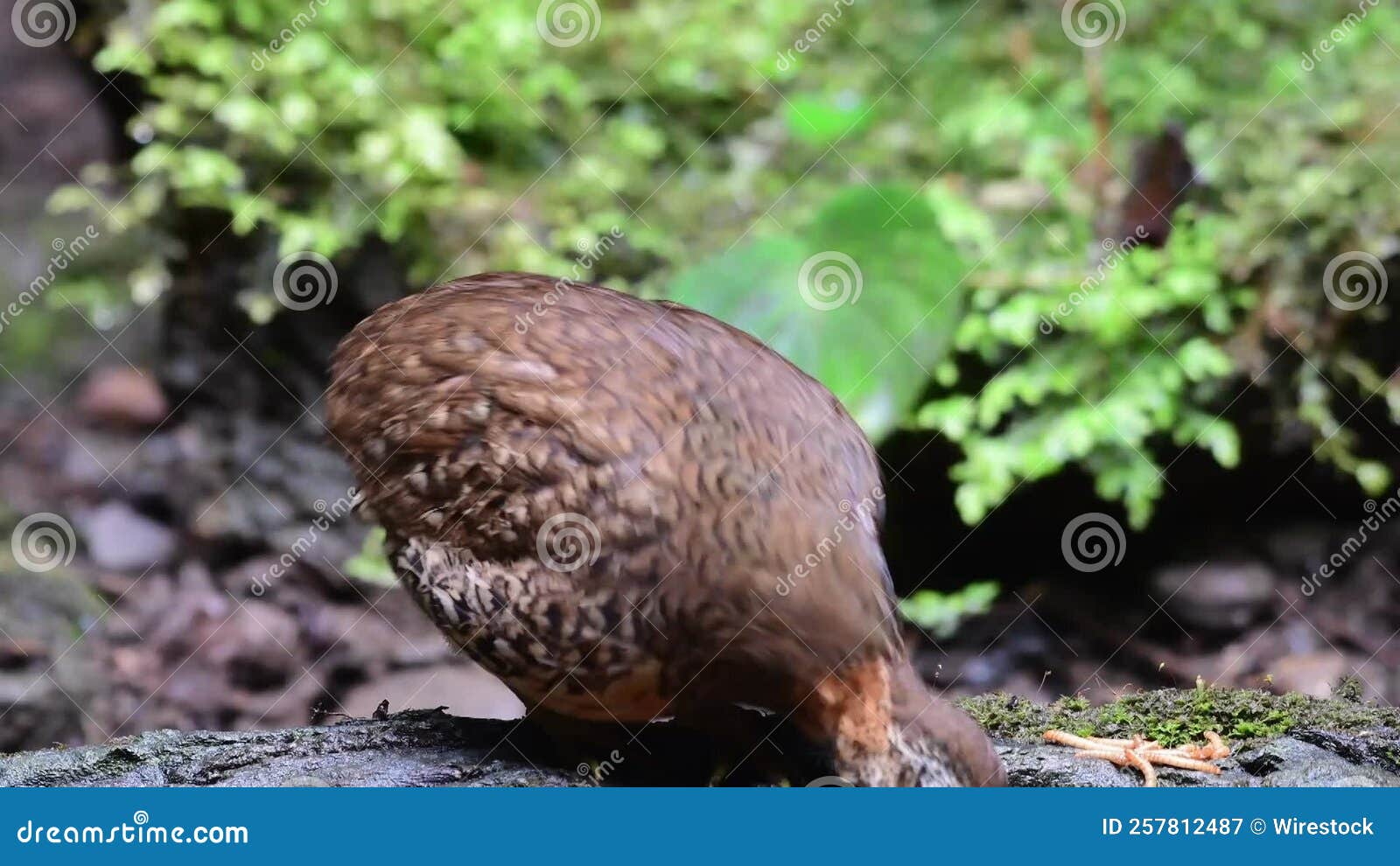 Scaly Breasted and Bar Backed Partridges Stock Video - Video of green ...