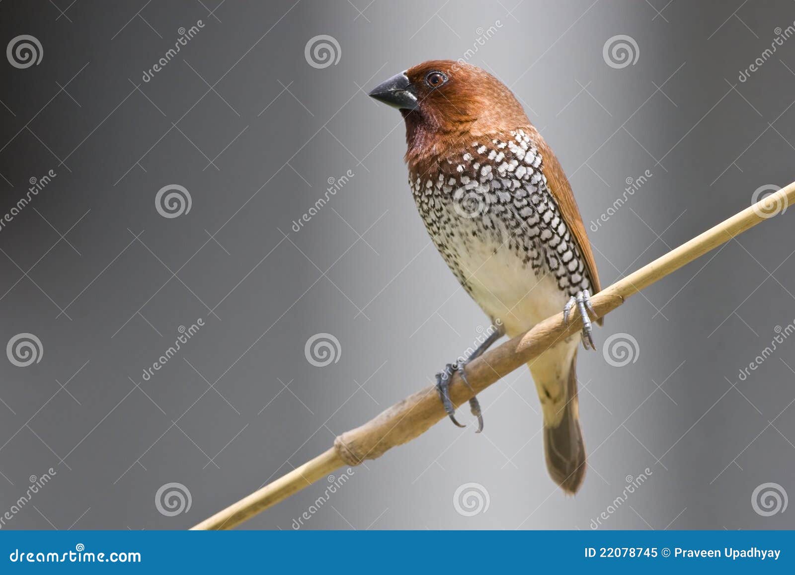 Scaly-breasted Munia Bird Royalty-Free Stock Photography ...