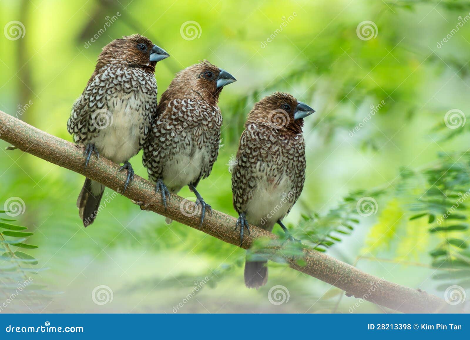 Scaly-breasted Munia Bird Royalty-Free Stock Photography ...