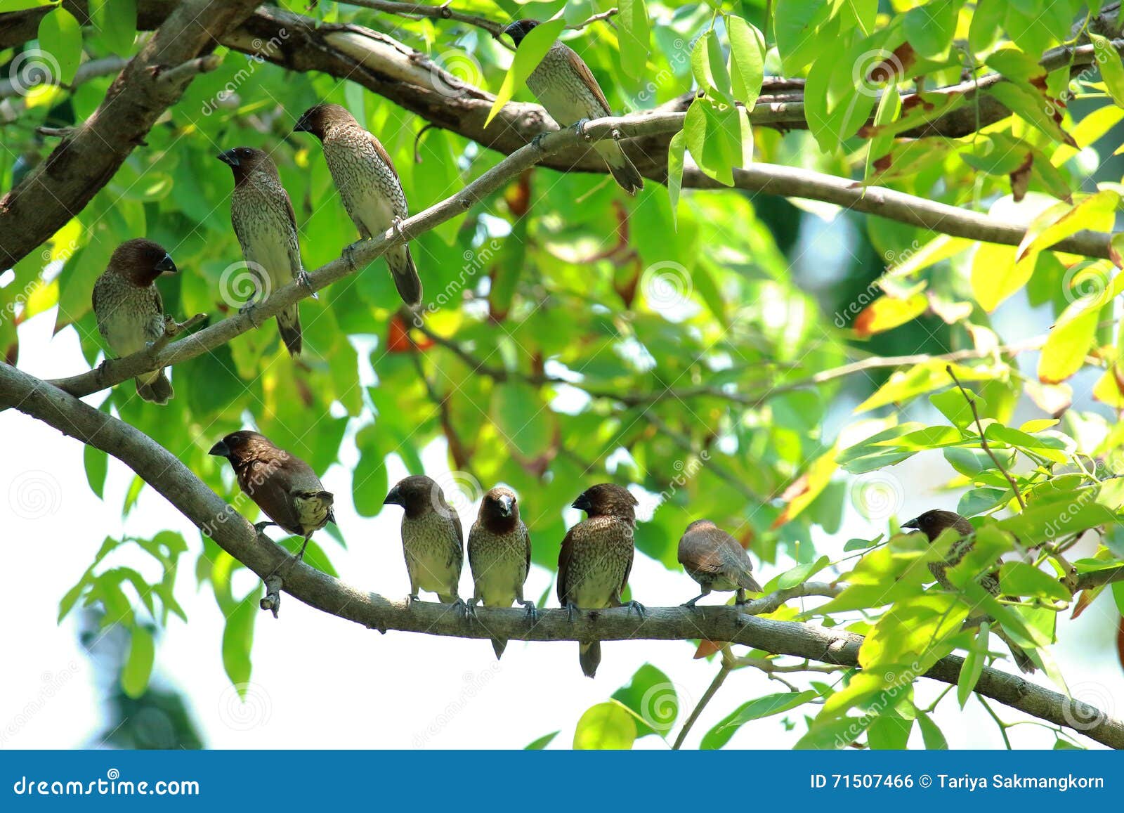 Scaly-Breasted Munia Birds on the Branch Stock Photo - Image of birds ...