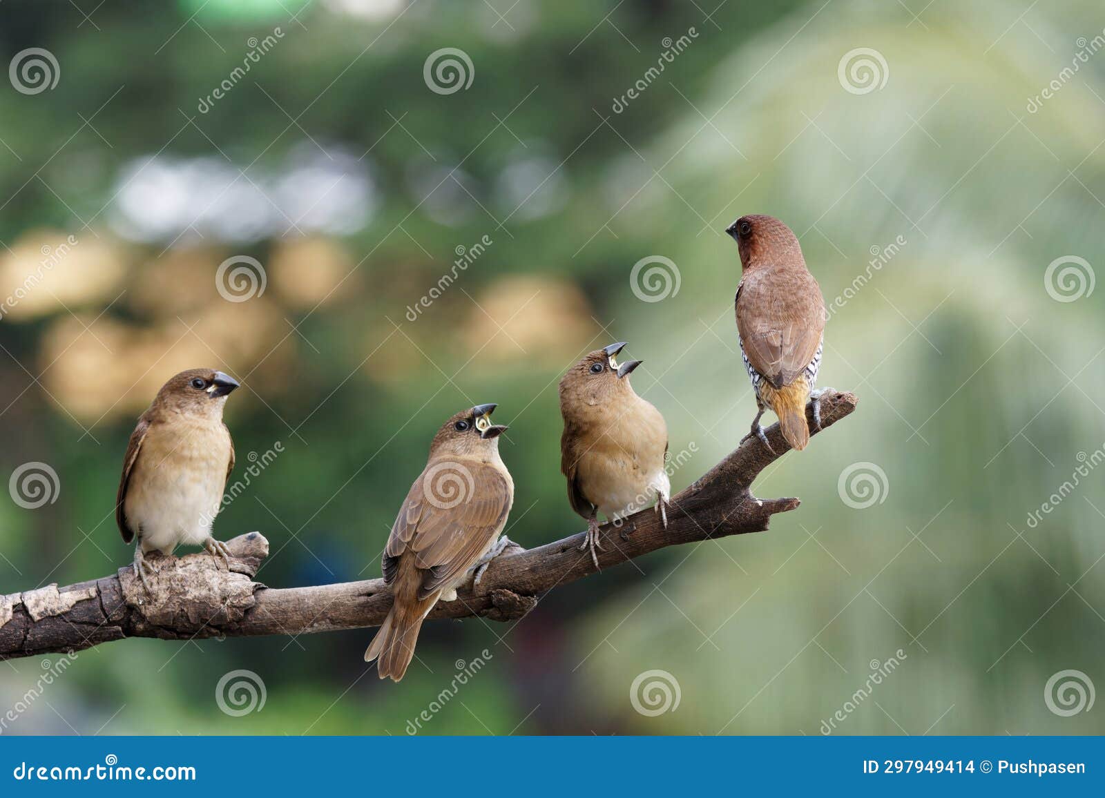 Scaly Breasted Munia Family on a Tree Branch Stock Photo - Image of ...