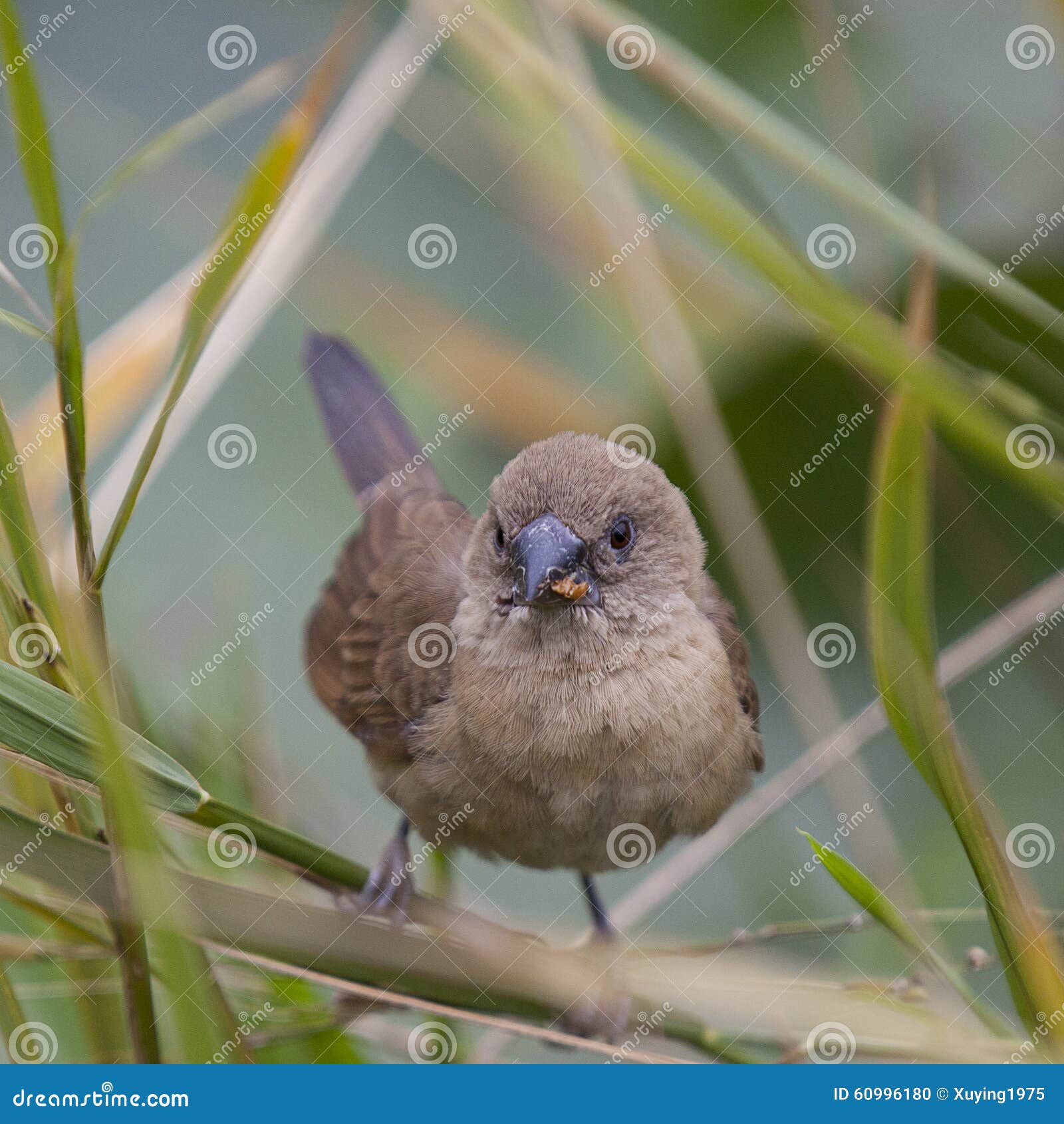 Scaly-breasted Munia Spotted Munia Attractive Small Songbird Of ...