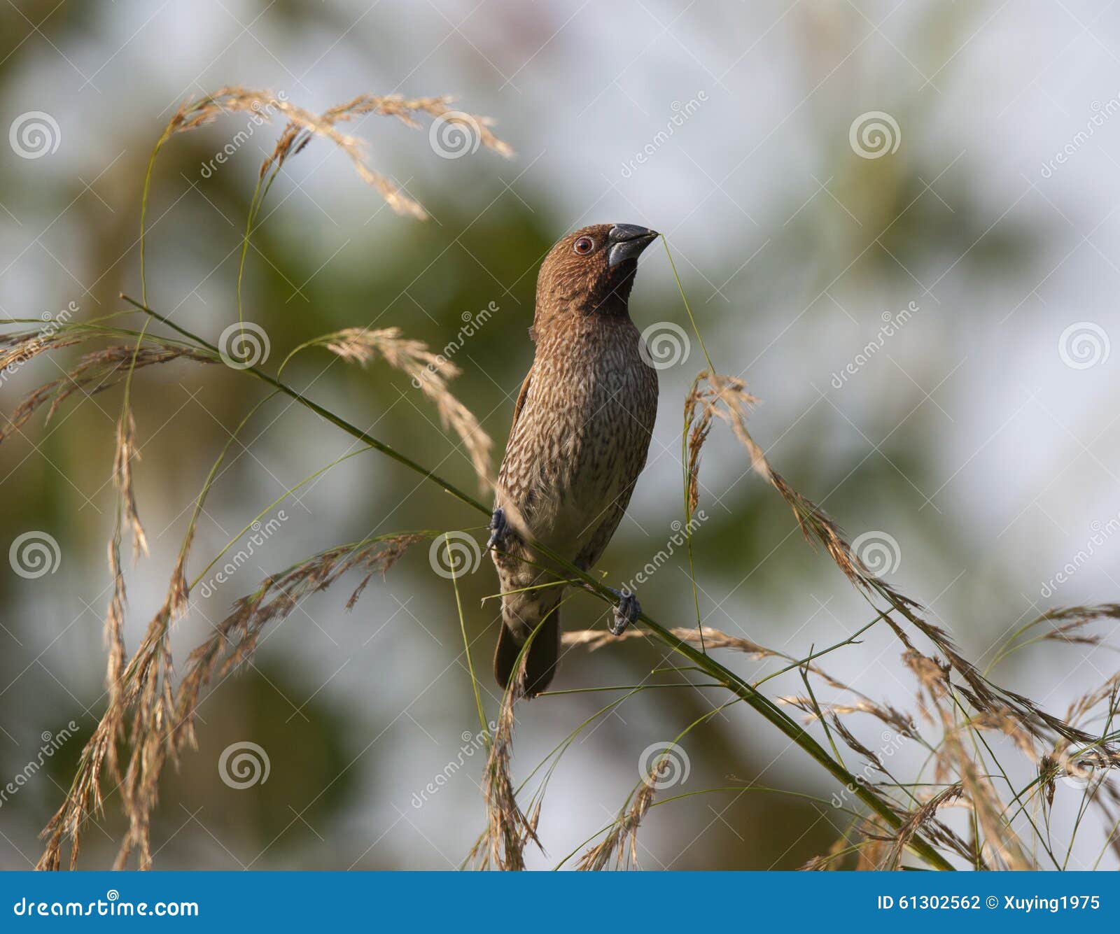 Scaly-breasted Munia Spotted Munia Attractive Small Songbird Of ...