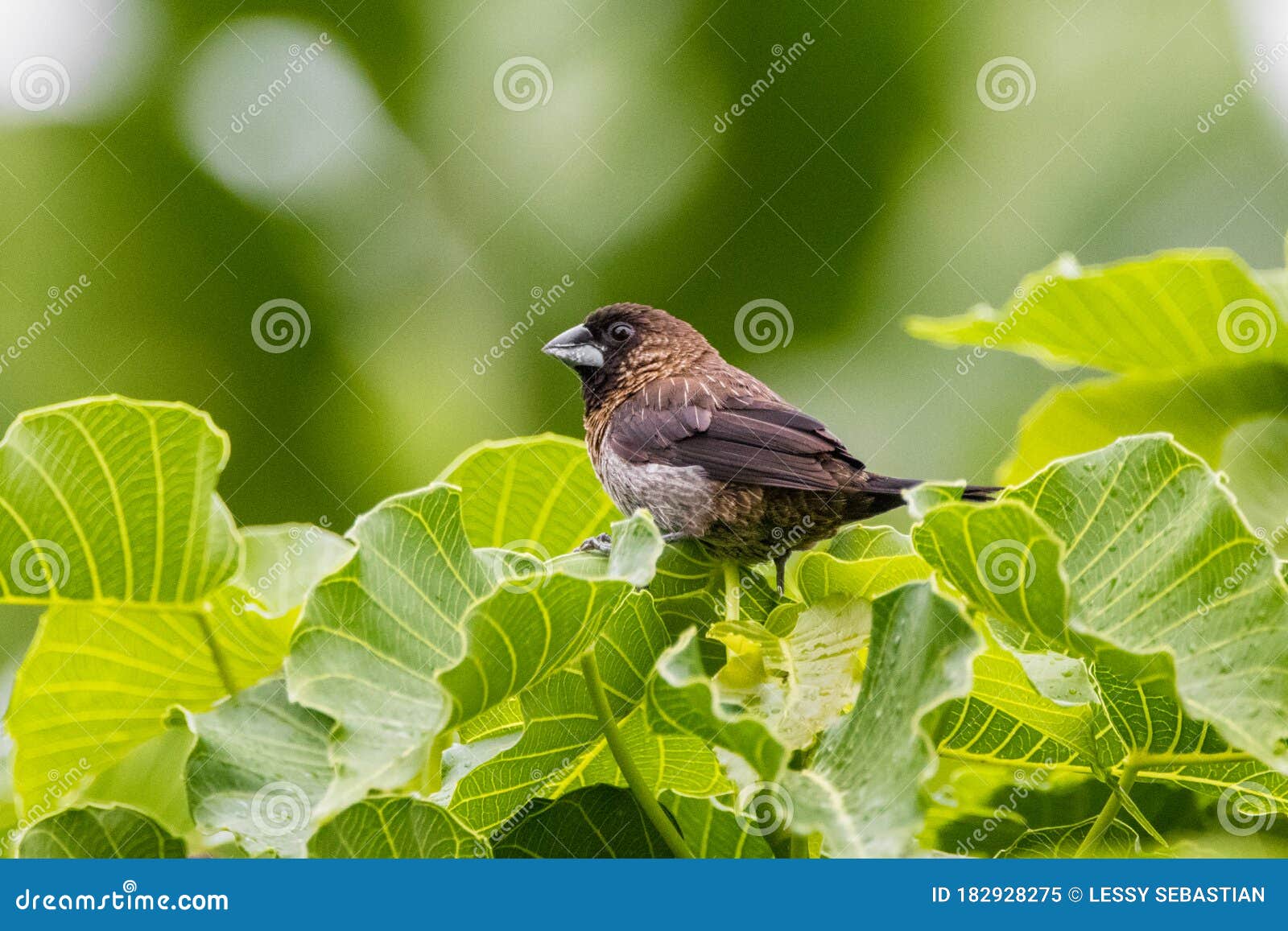 Scaly-breasted Munia in the Leaves Stock Image - Image of leaf, yellow ...