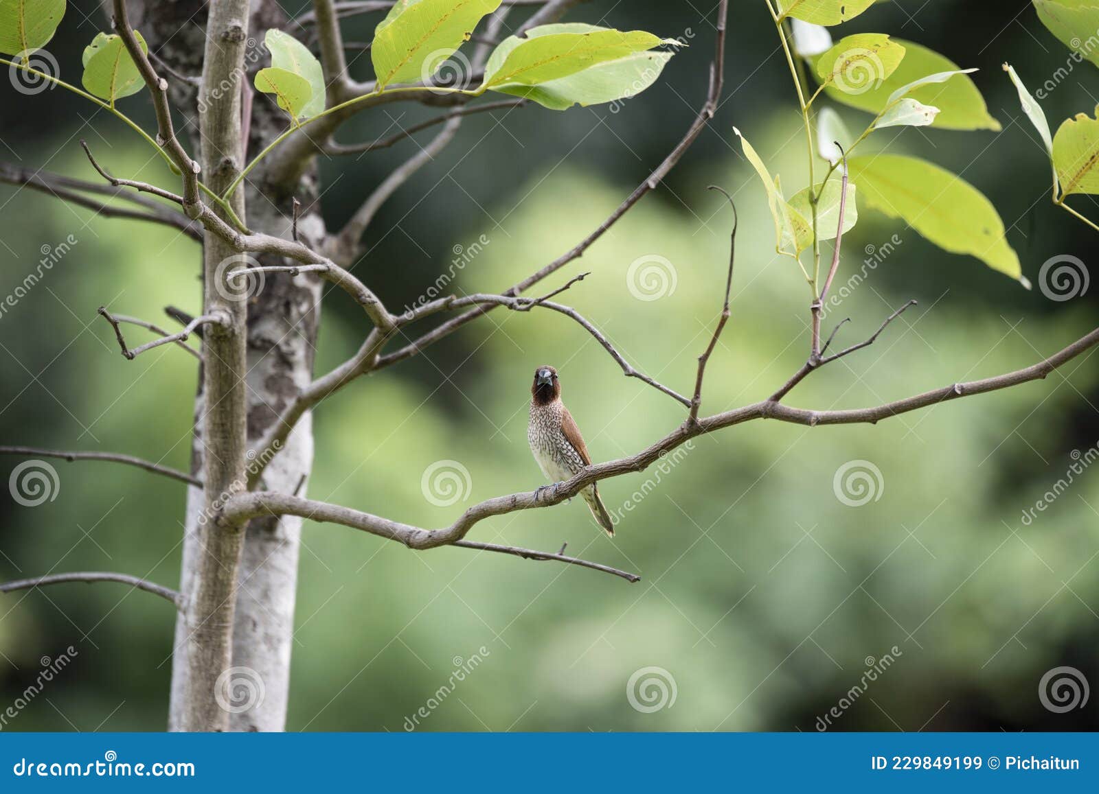 Scaly - breasted munia stock image. Image of punctulata - 229849199