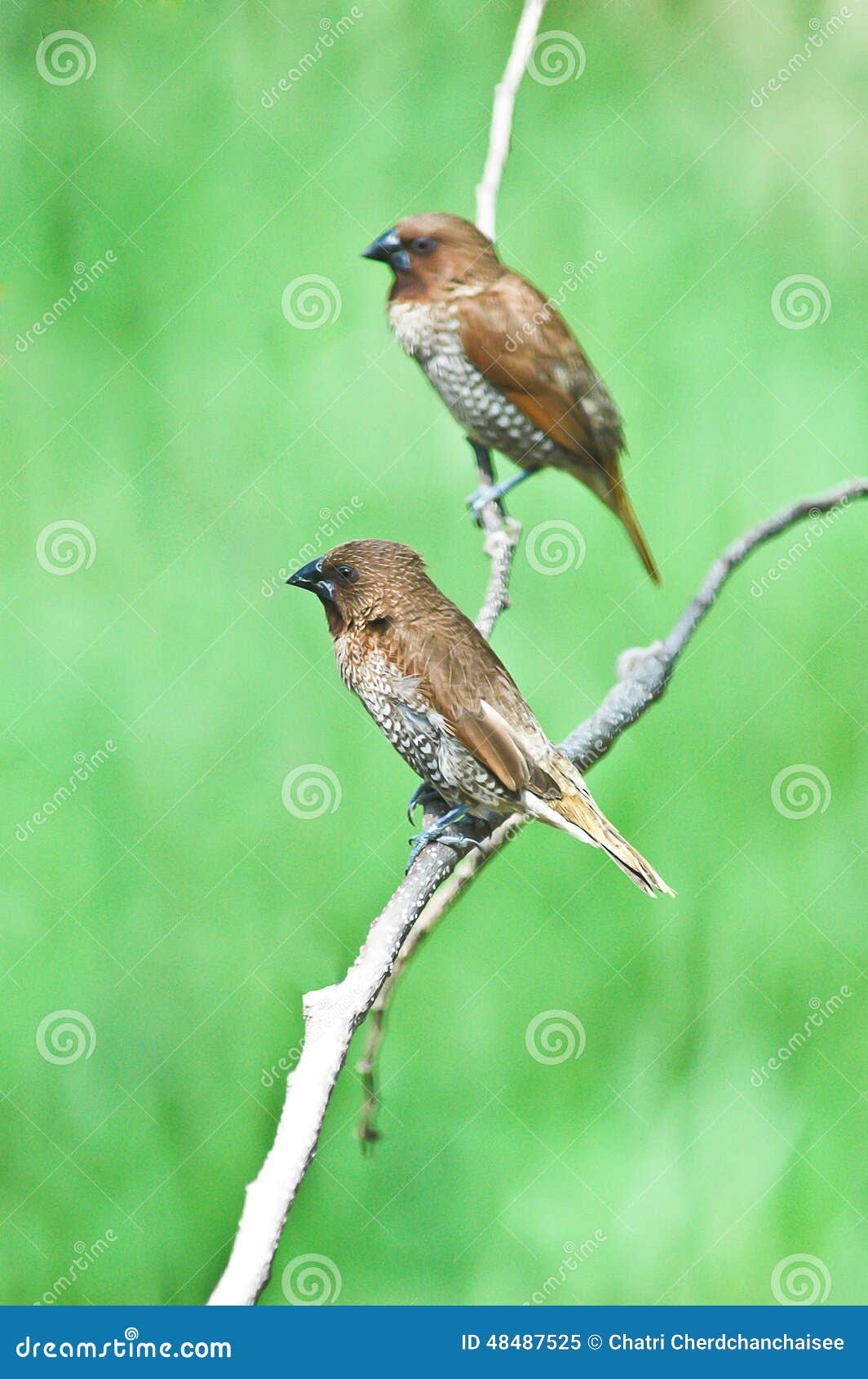 Scaly Breasted Munia or Spotted Munia Stock Image - Image of asian ...