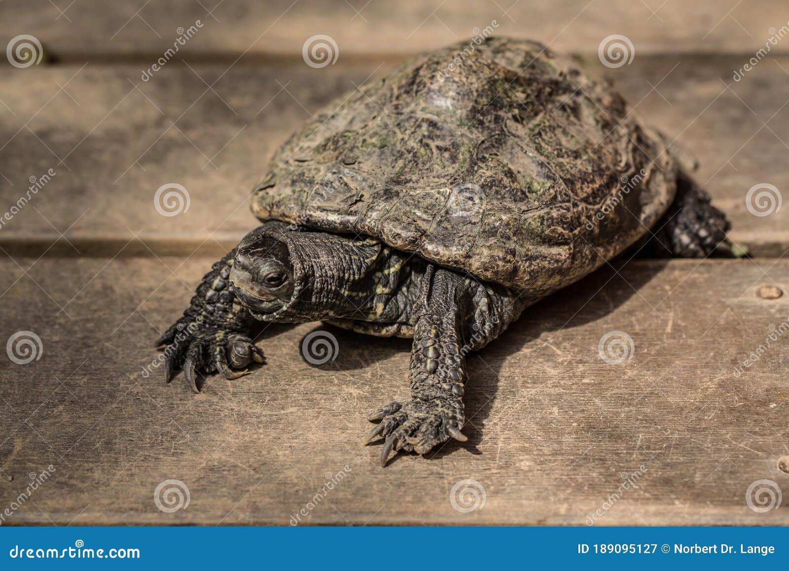 Scaly Greek Tortoise with Shell Stock Image - Image of brown, lizard ...