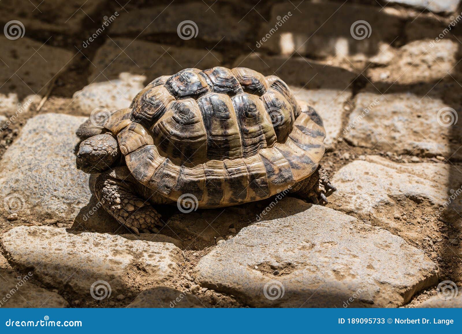 Scaly Greek Tortoise with Shell Stock Image - Image of floor, crawl ...
