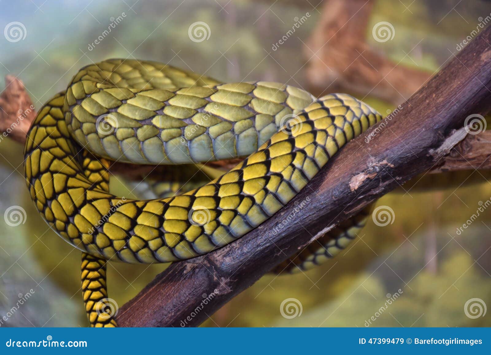 Scaly Green Goodness stock image. Image of scaly, wallpaper - 47399479
