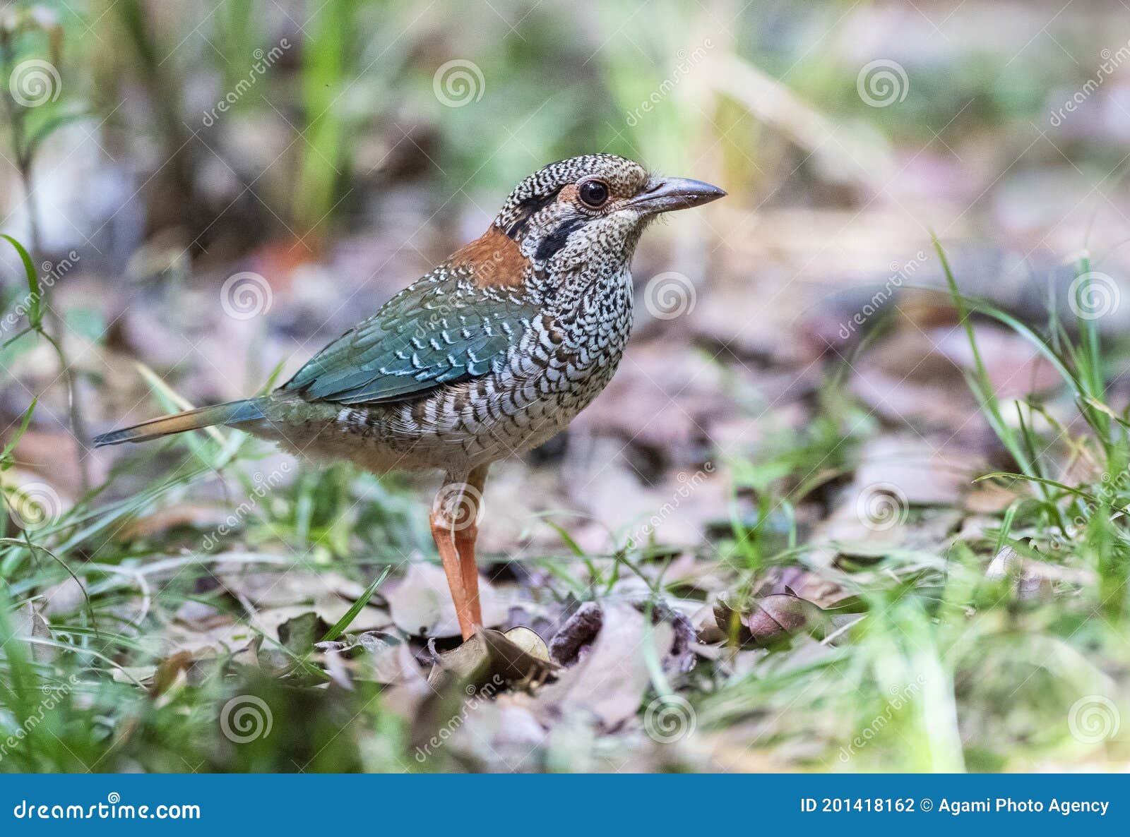 Scaly Ground-Roller, Geobiastes Squamiger Stock Photo - Image of ... Scaly Ground-Roller, Geobiastes Squamiger Stock Photo - Image of ...