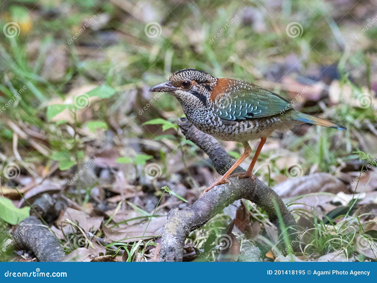 Scaly Ground-Roller, Geobiastes Squamiger Stock Image - Image of ... Scaly Ground-Roller, Geobiastes Squamiger Stock Image - Image of ...
