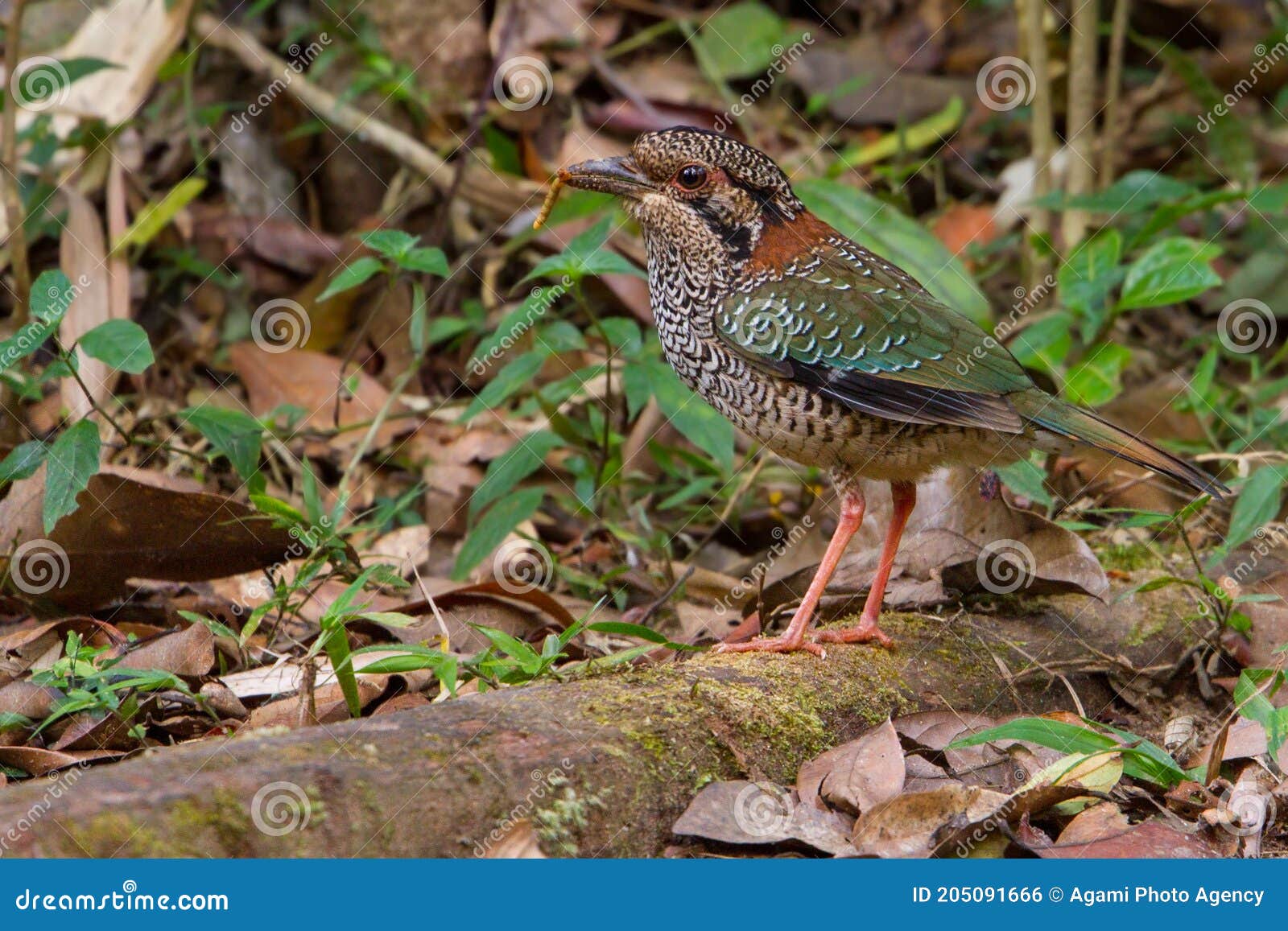 Scaly Ground Roller, Geobiastes Squamiger Stock Photo - Image of ... Scaly Ground Roller, Geobiastes Squamiger Stock Photo - Image of ...