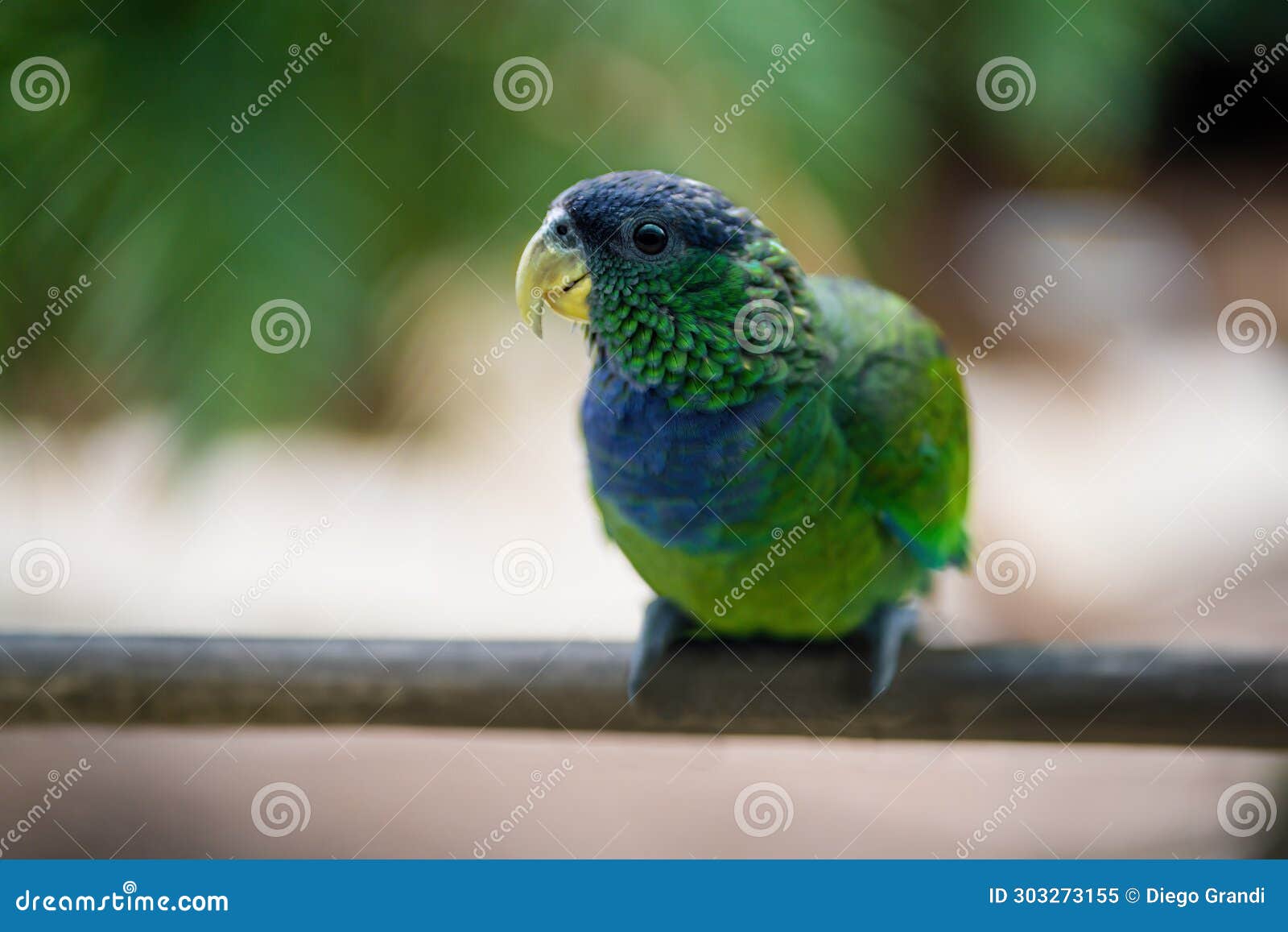 Scaly-headed parrot bird stock image. Image of america - 303273155