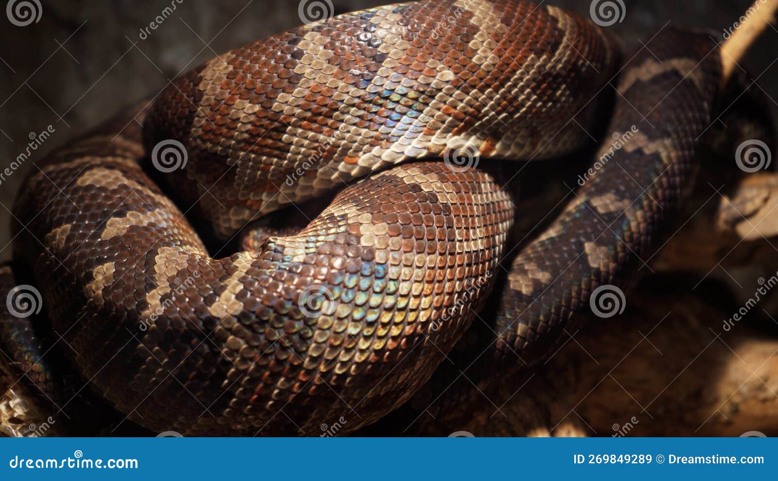 A Scaly Large Reticulated Python Coiled Up in a Knot and Waits for a ...