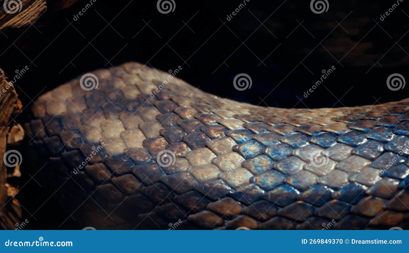 A Scaly Large Reticulated Python Coiled Up in a Knot and Waits for a ...