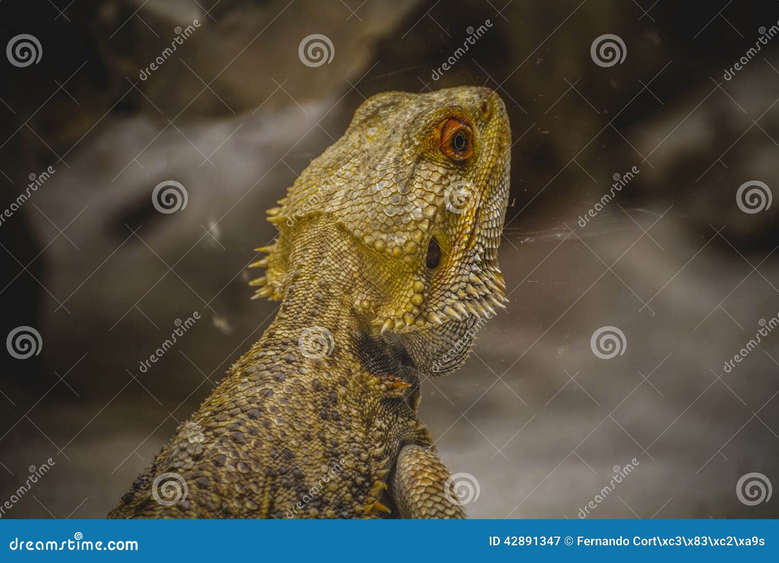 Scaly Lizard Skin Resting in the Sun Stock Image - Image of nature ...