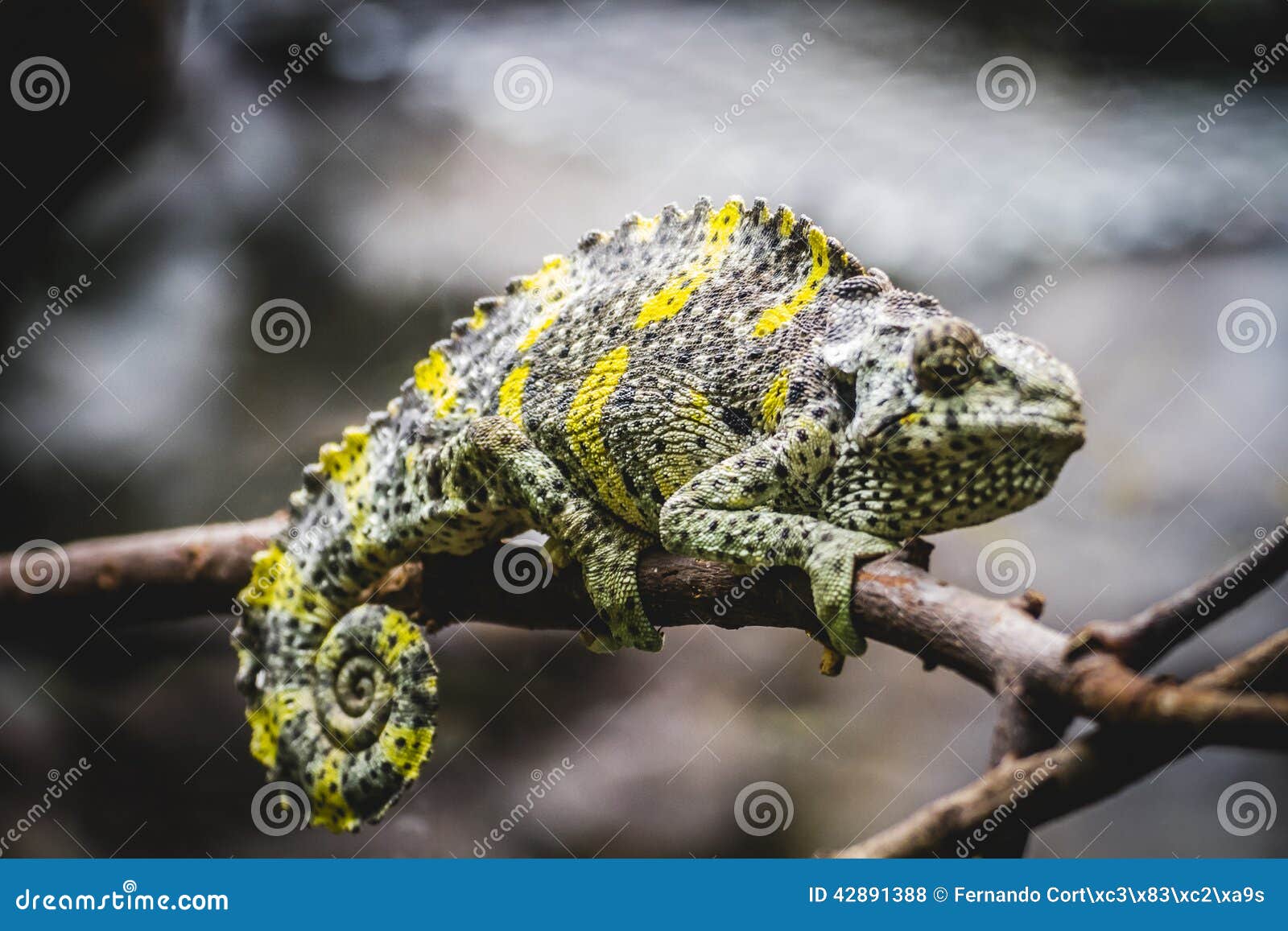 Scaly Lizard Skin Resting in the Sun Stock Photo - Image of orange ...