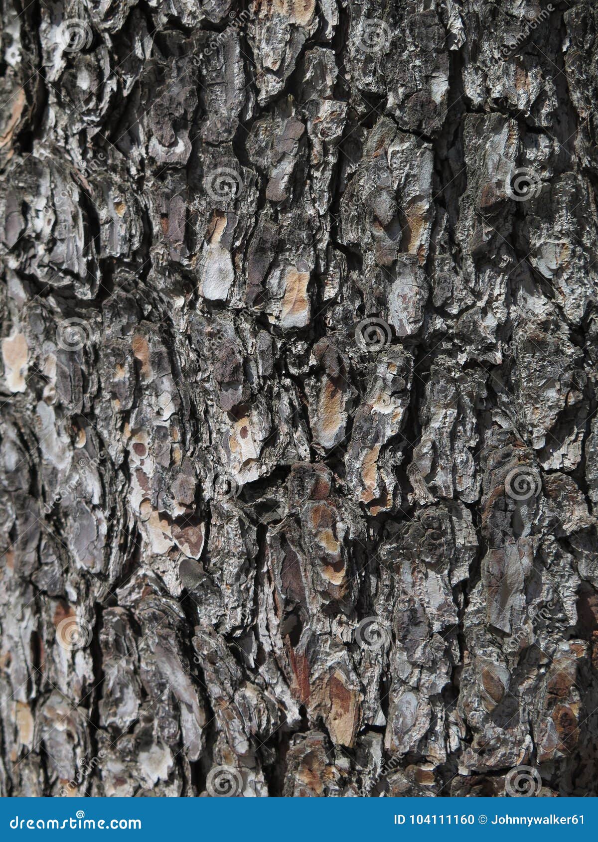 Scaly rough bark on tree stock photo. Image of flora - 104111160