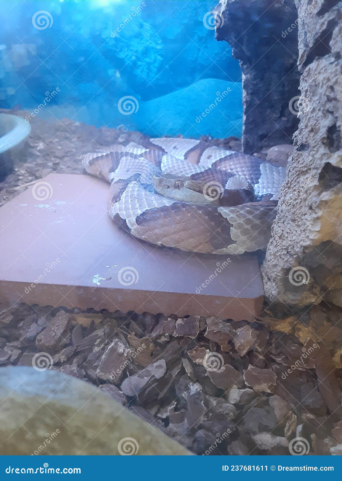 Scaly snake stock image. Image of wood, scaly, rock - 237681611