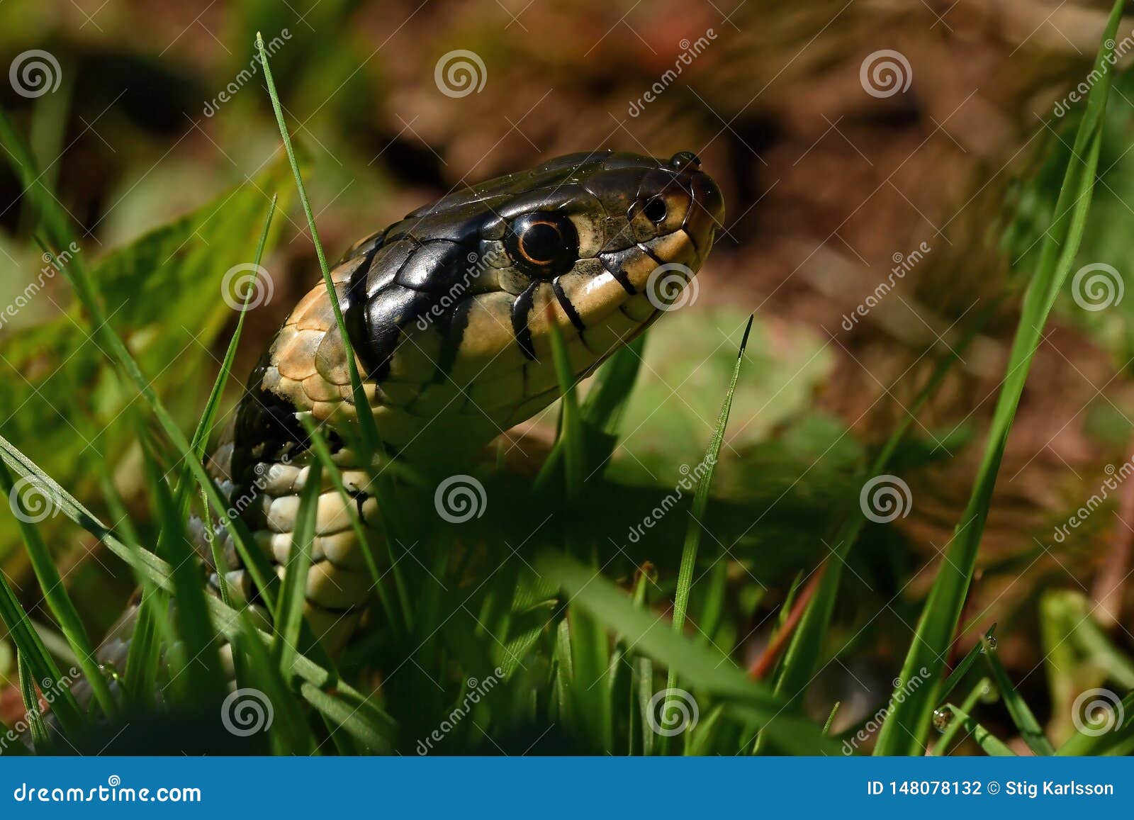 Water snake Natrix natrix stock photo. Image of head - 148078132