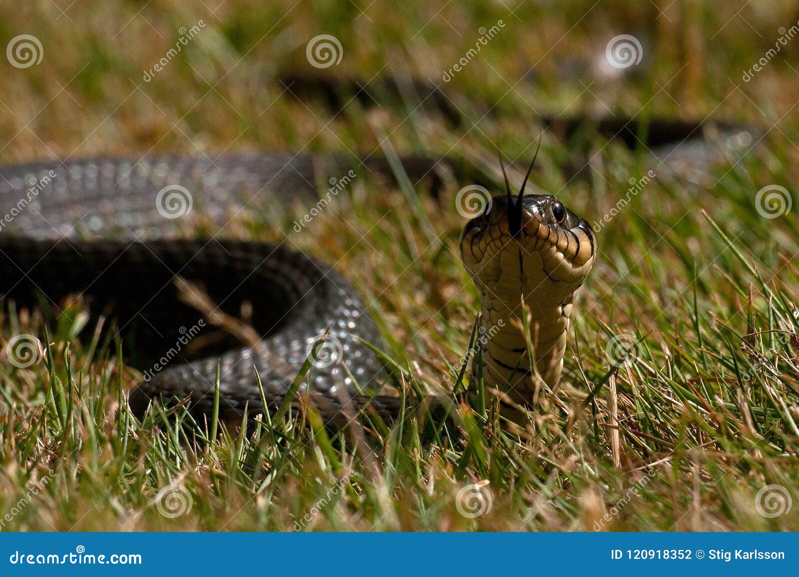 Water snake Natrix natrix stock photo. Image of scaly - 120918352