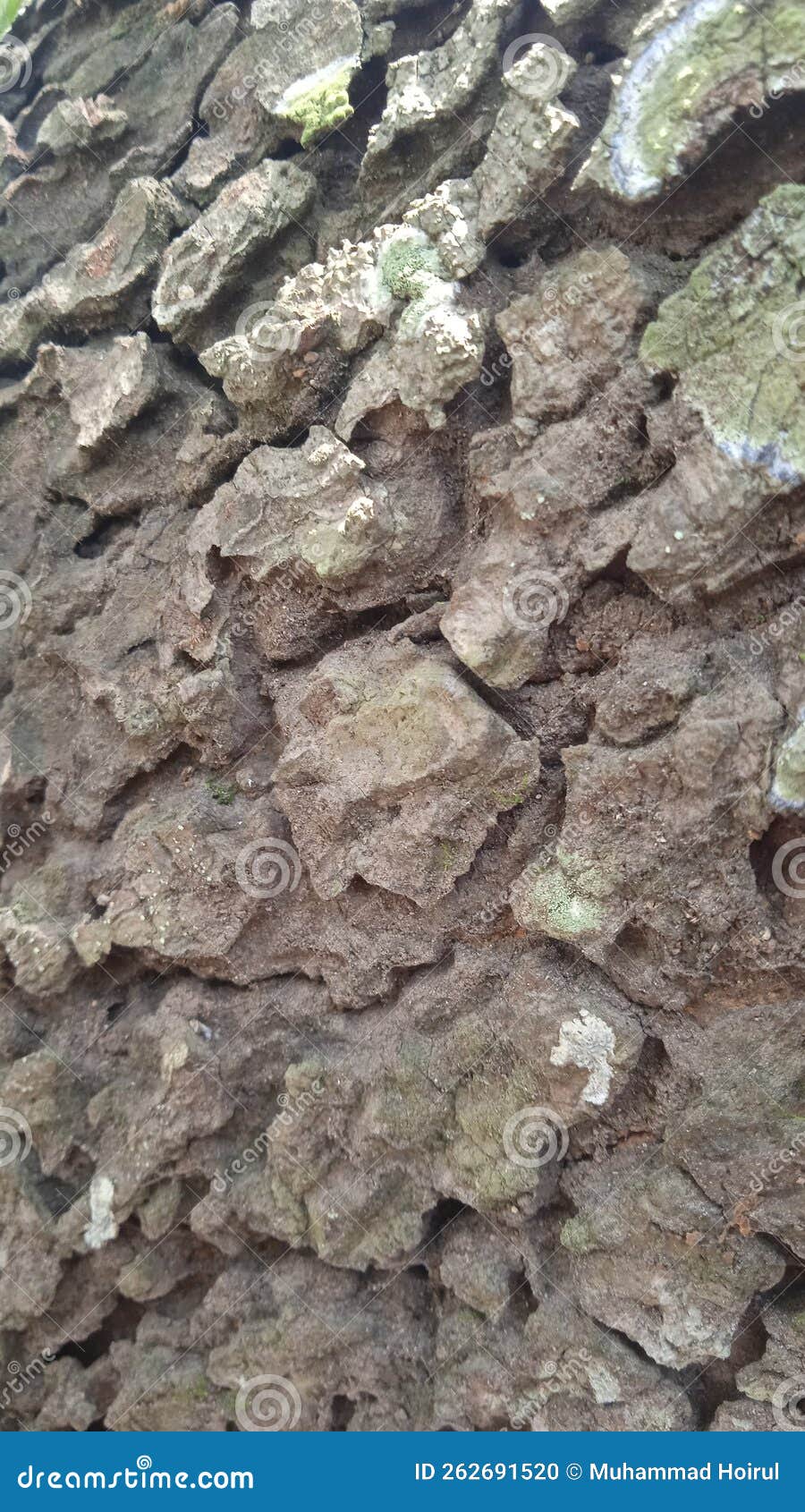 Scaly tree bark stock photo. Image of wall, boulder - 262691520