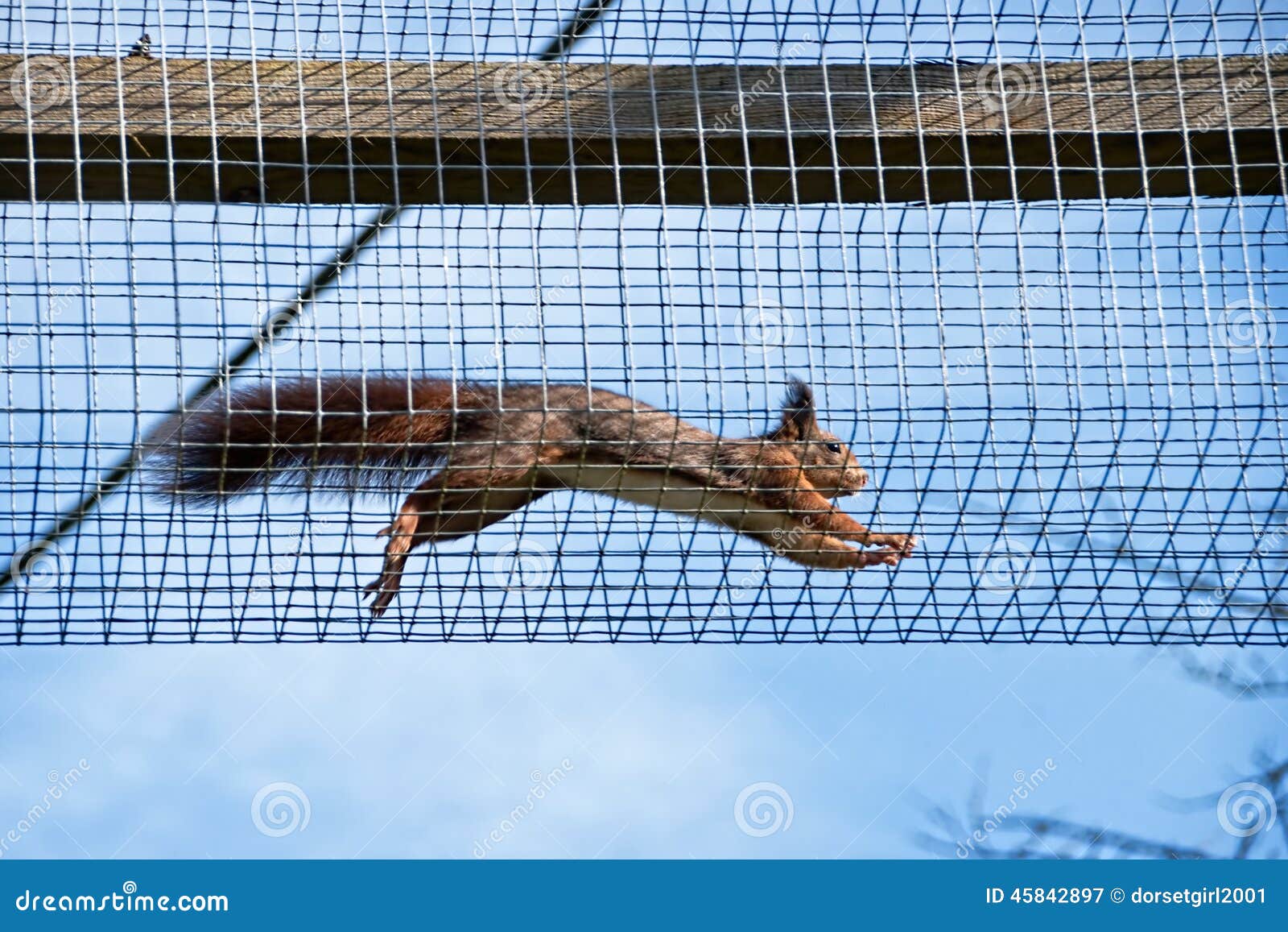 Scampering squirrels stock image. Image of jumping, running - 45842897
