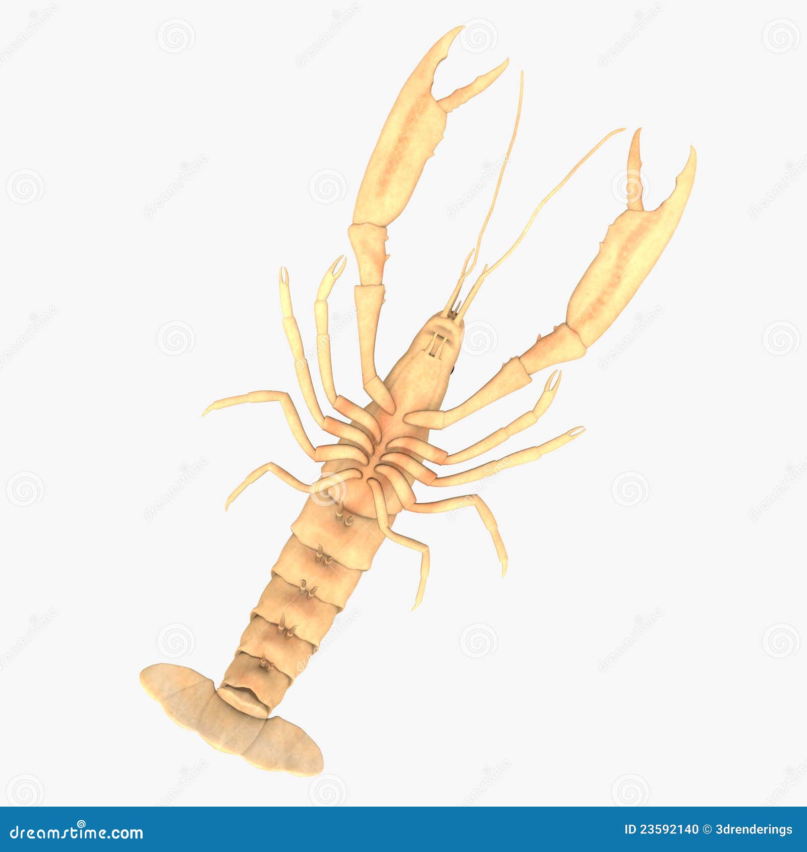 Scampi stock abbildung. Illustration von abbildung, tier - 23592140