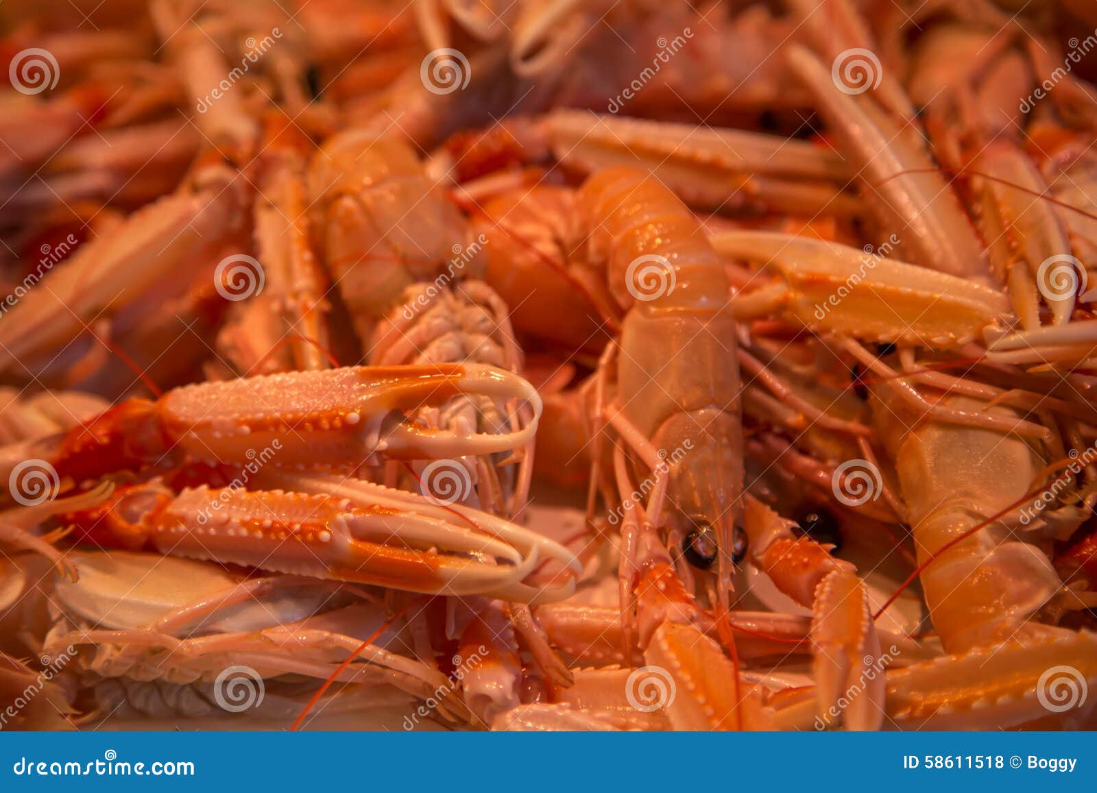 Scampi stock photo. Image of mediterranean, food, shrimps - 58611518