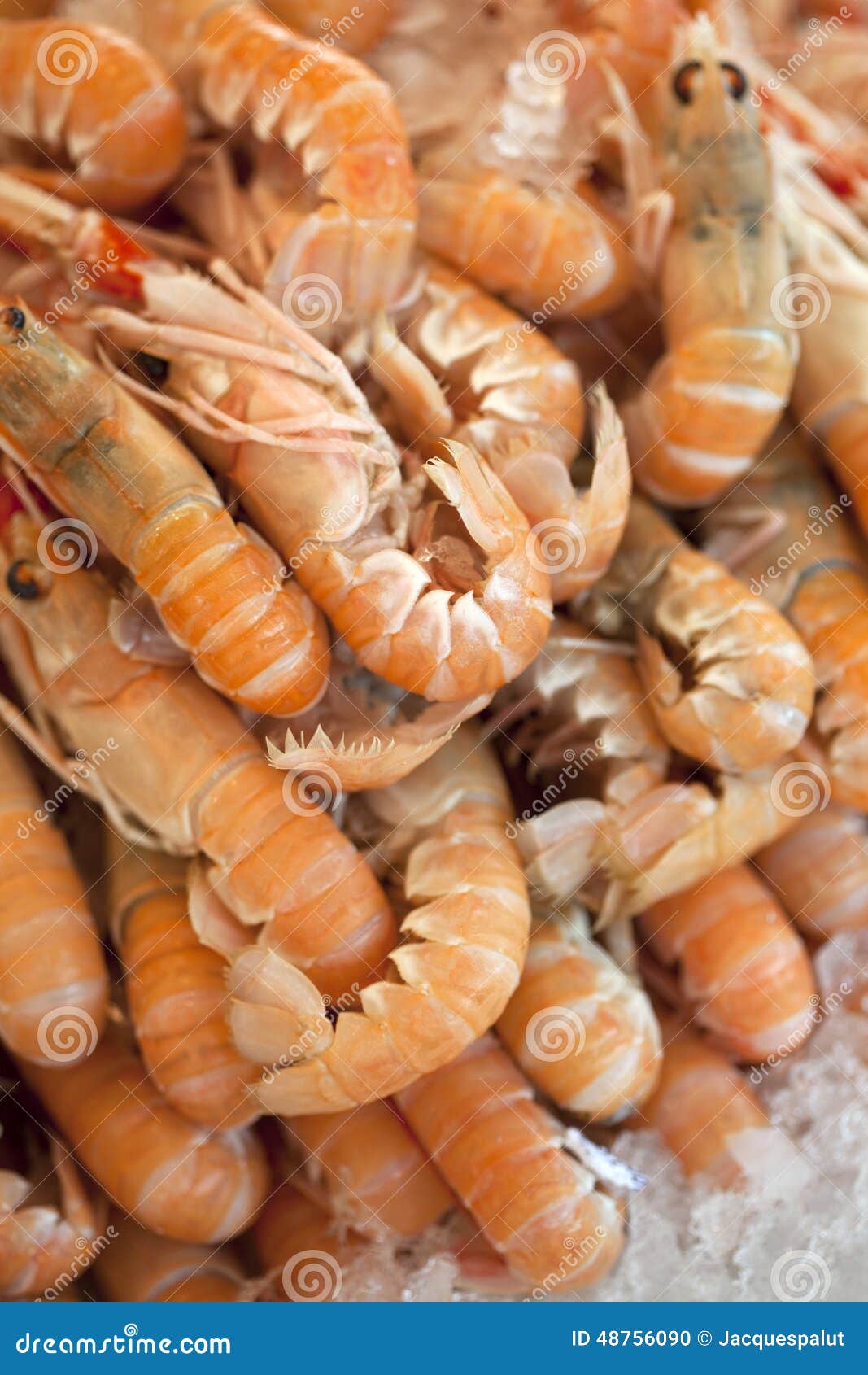 Scampi stock photo. Image of food, market, appetizing - 48756090