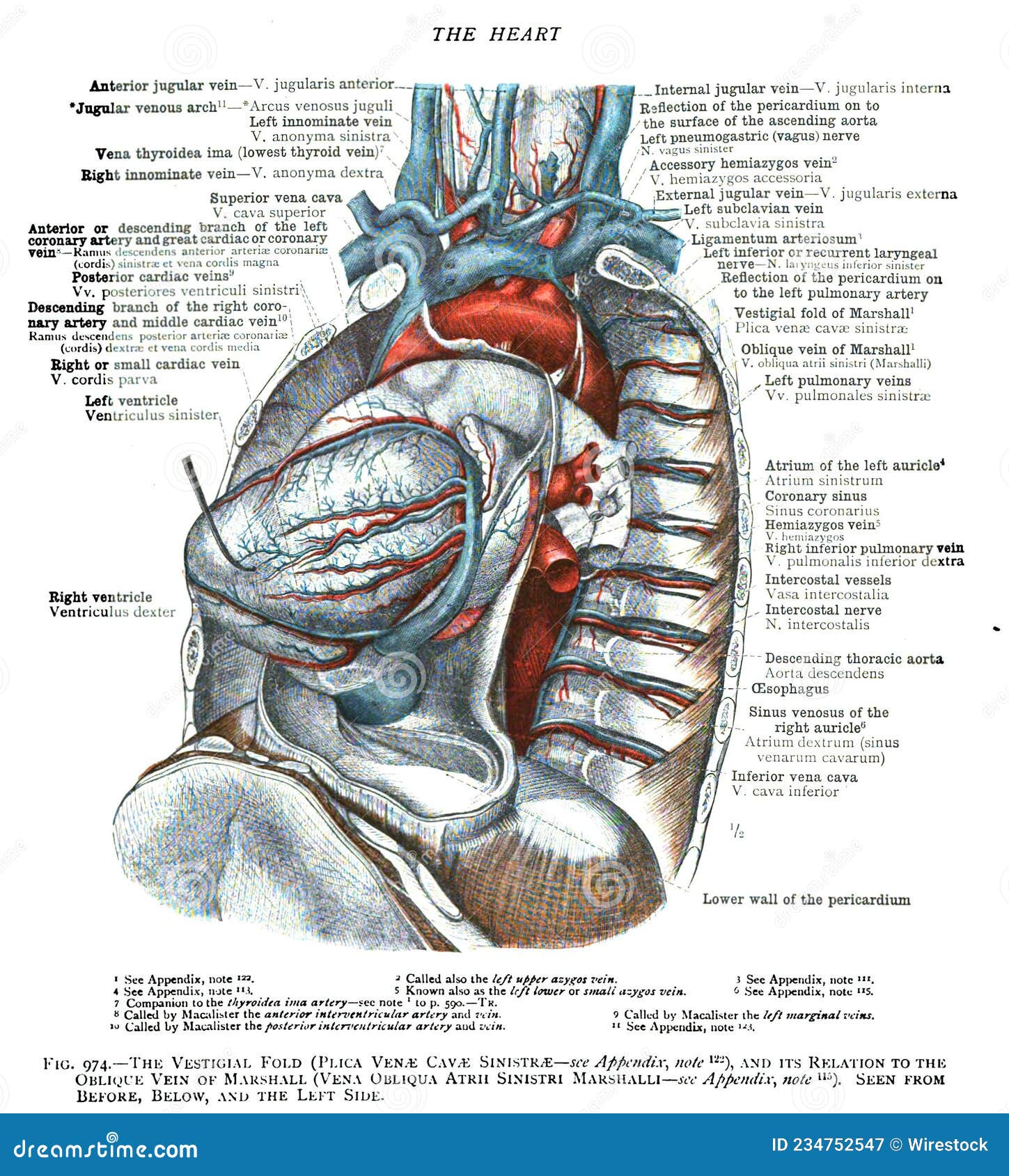 Scan of 19th-century Heart Anatomy on a Textbook Stock Image - Image of ...