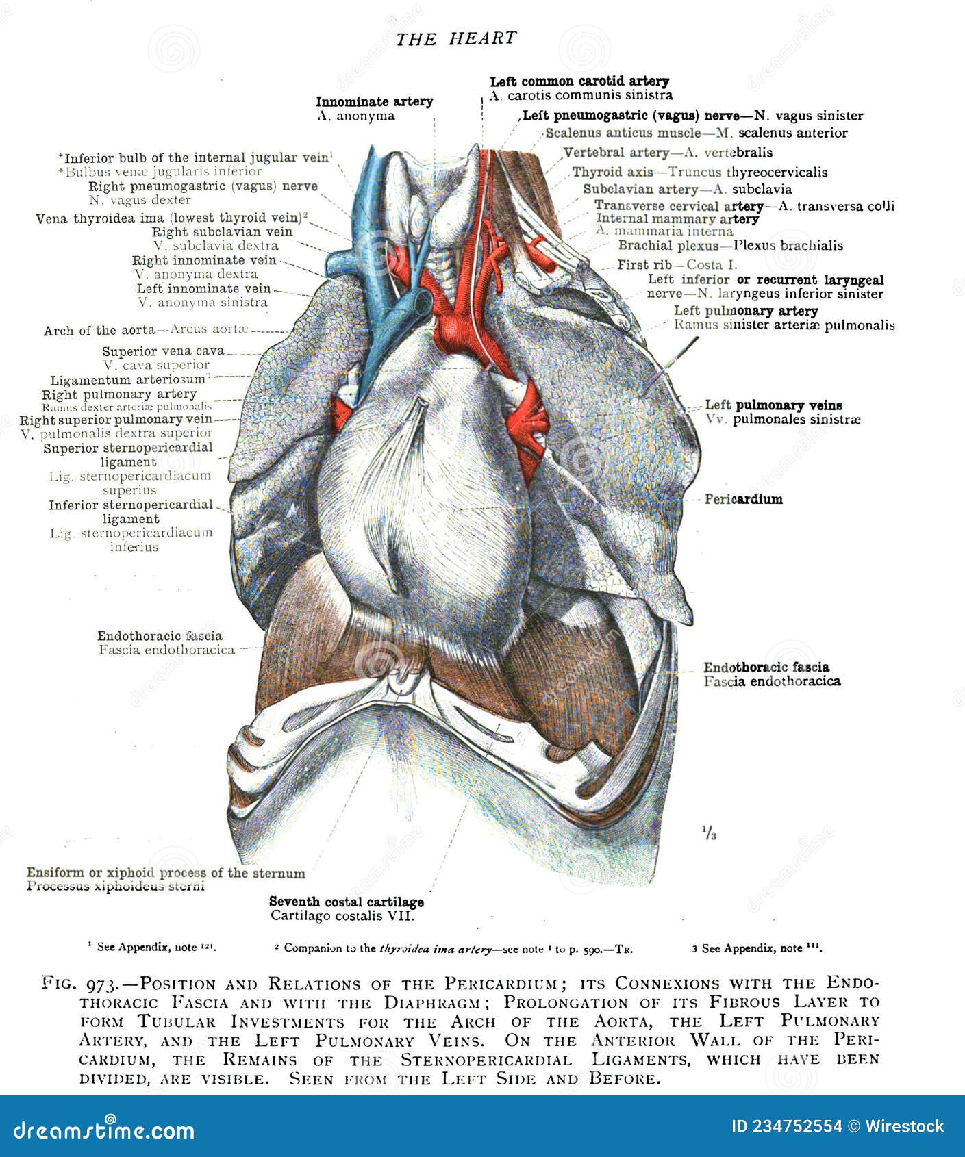 Coronary Arteries Anatomy Netter
