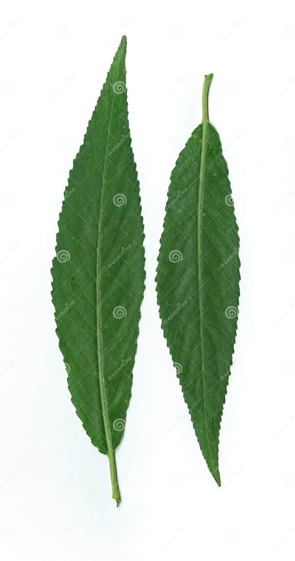 Scanarray Two Long Young Green Leaves of a Tree Stock Photo - Image of ...