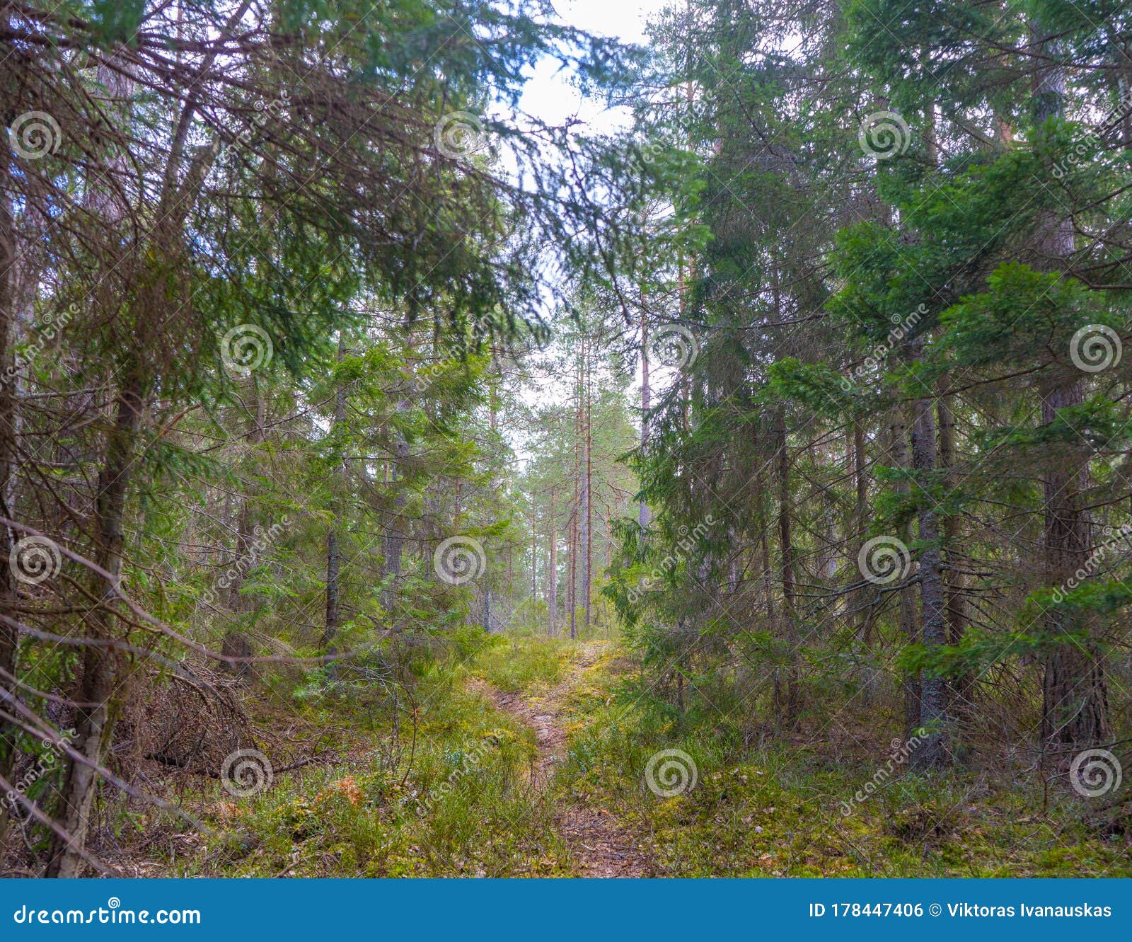 Scandinavian Forest in Spring Stock Photo - Image of nature, spring ...