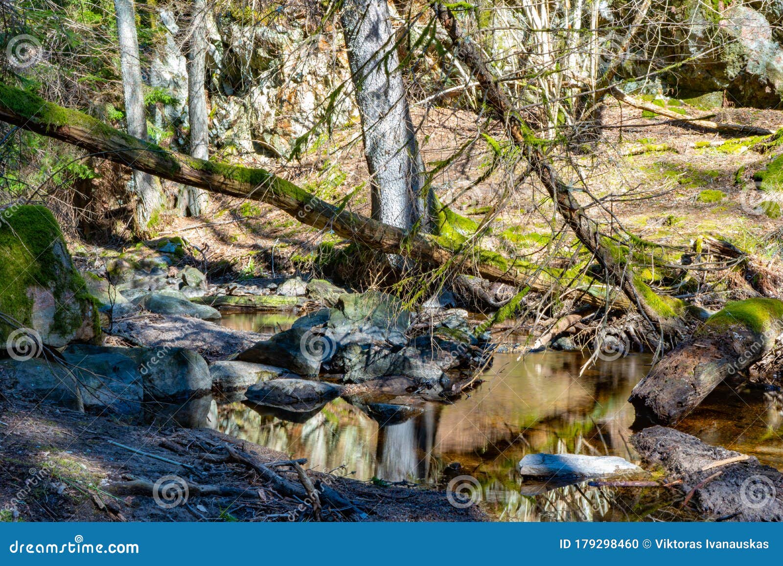 Scandinavian Forest in Spring. Stock Photo - Image of protected, world ...