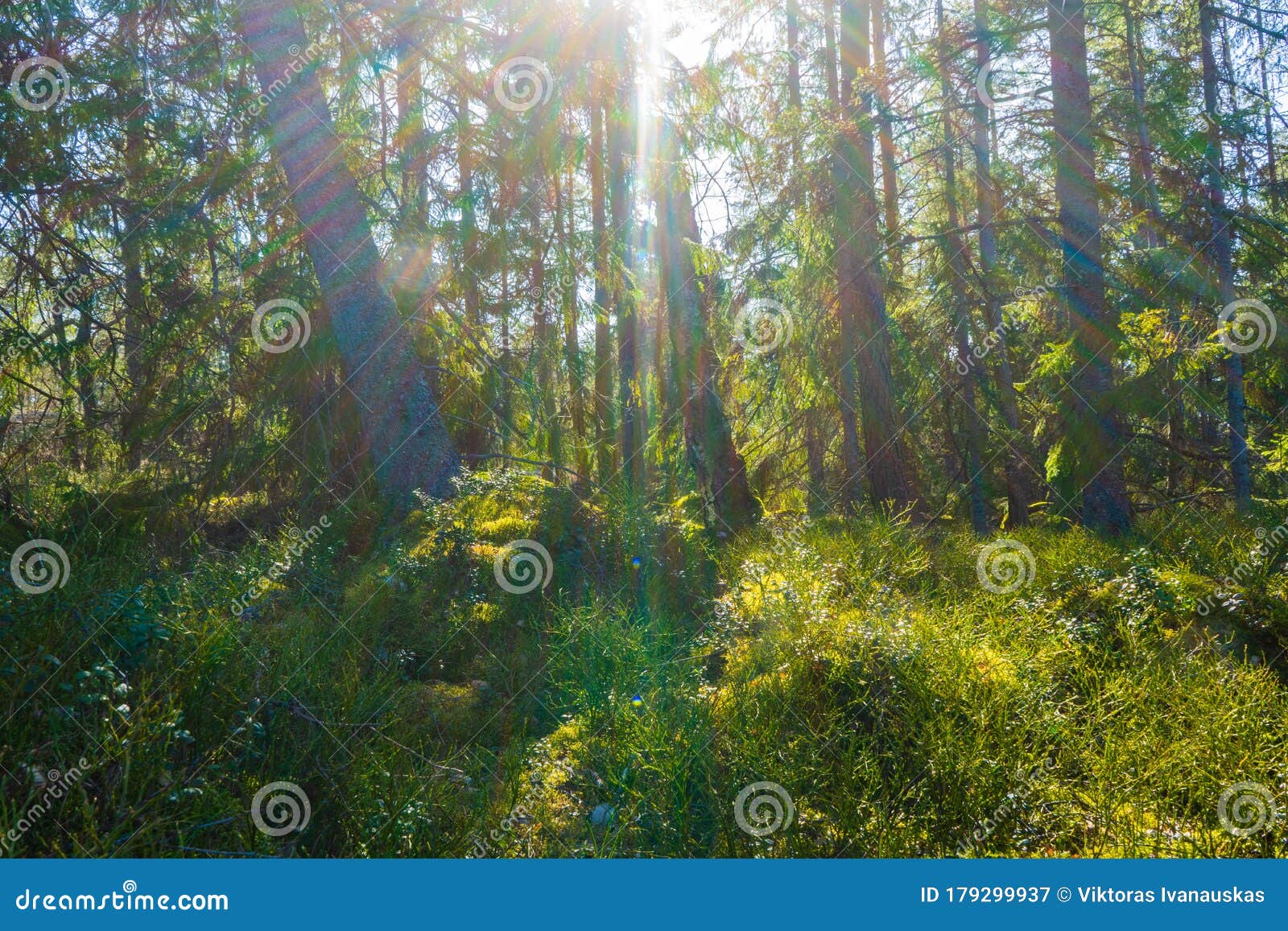 Scandinavian Forest in Spring. Stock Image - Image of spring, swedish ...