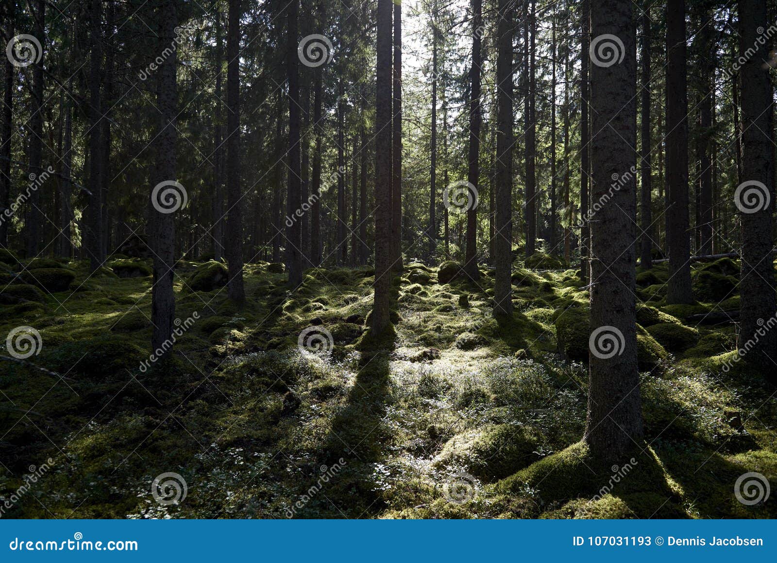 Scandinavian forest stock image. Image of wilderness - 107031193