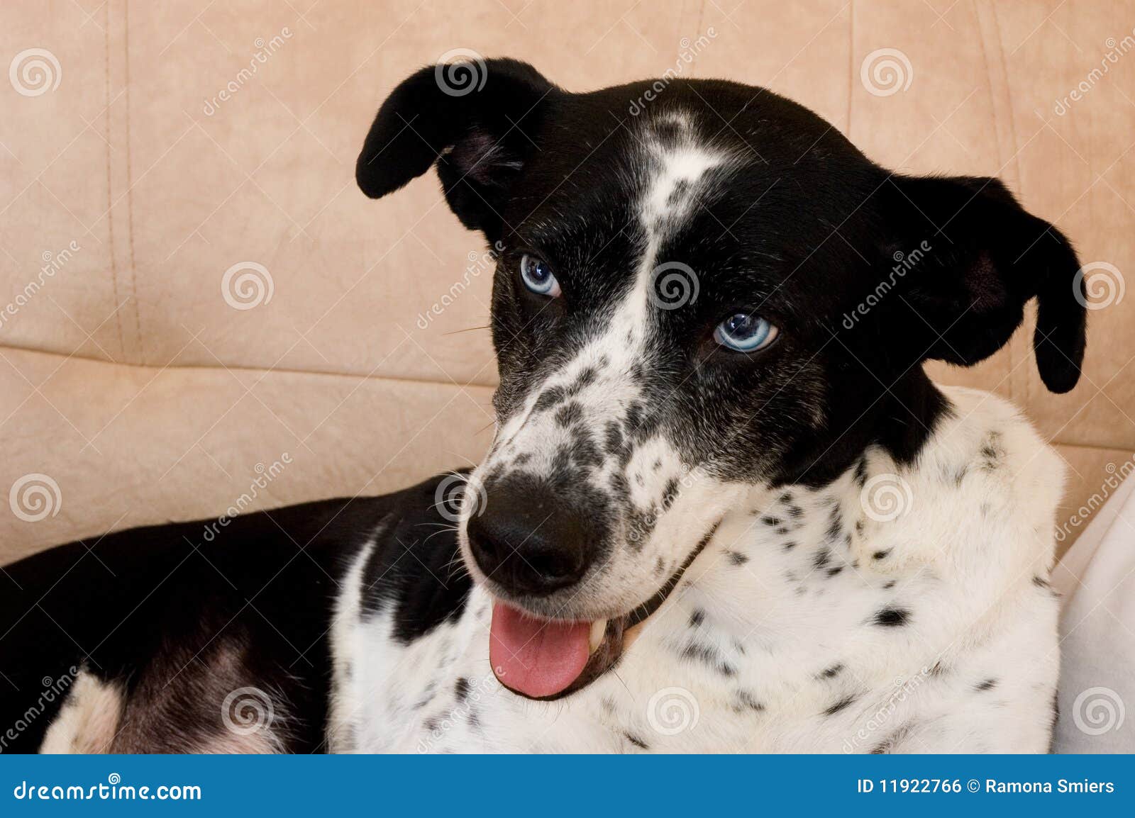 Scandinavian hound dog stock photo. Image of nature, hound - 11922766