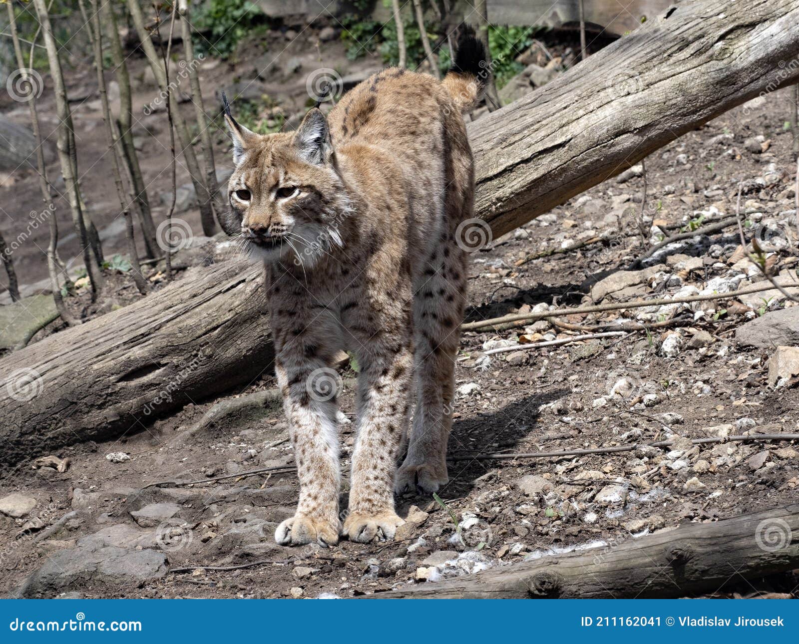 The Scandinavian Lynx, Lynx Lynx Lynx, With An Angry Hump Back Royalty ...