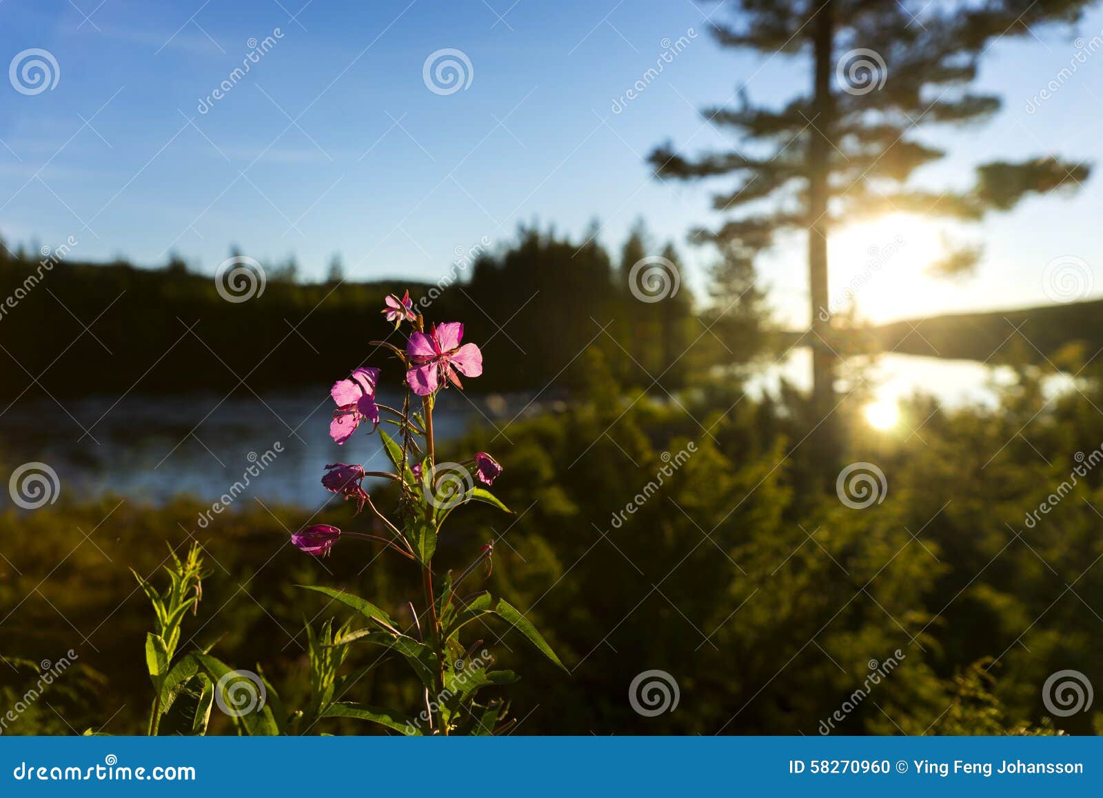 Scandinavian River with Fireweed Flower Stock Photo - Image of fireweed ...
