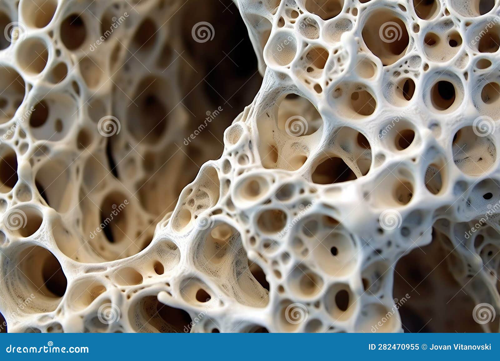 Bone Tissue Closeup Through A Cross Section Of A Bone - 3D Rendering ...