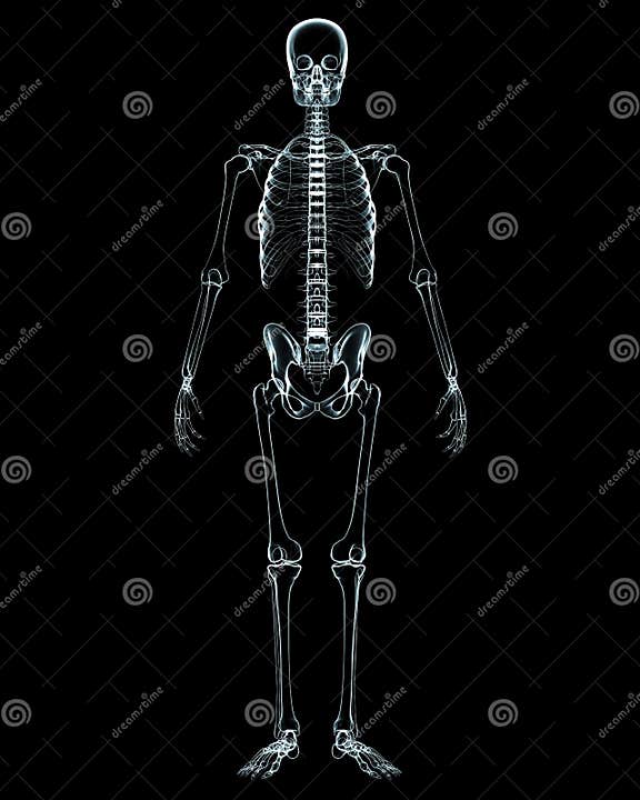 Scanning of skelton stock illustration. Illustration of anatomy - 24533731