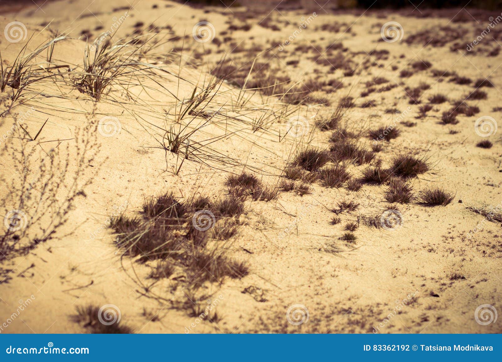 Scant dry vegetation. stock photo. Image of holiday, ecology - 83362192