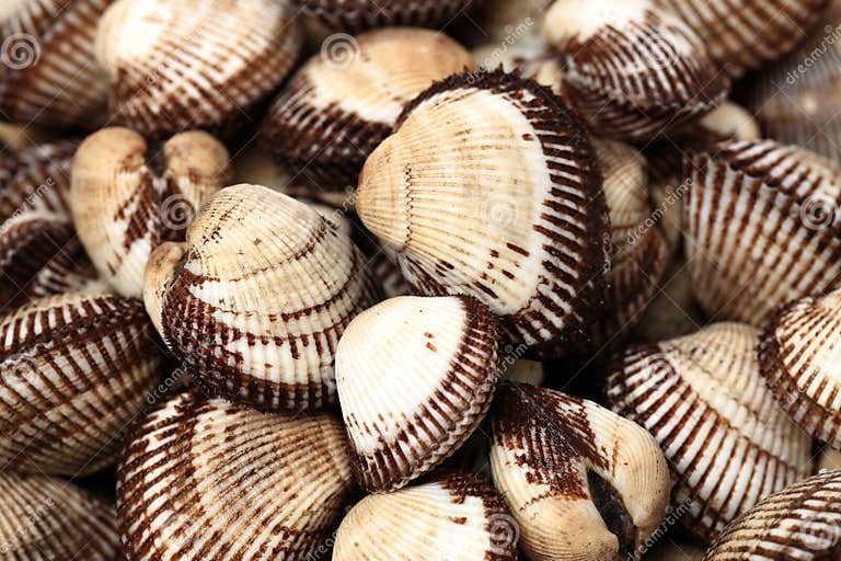 Scapharca subcrenata stock photo. Image of single, scapharca - 145085618